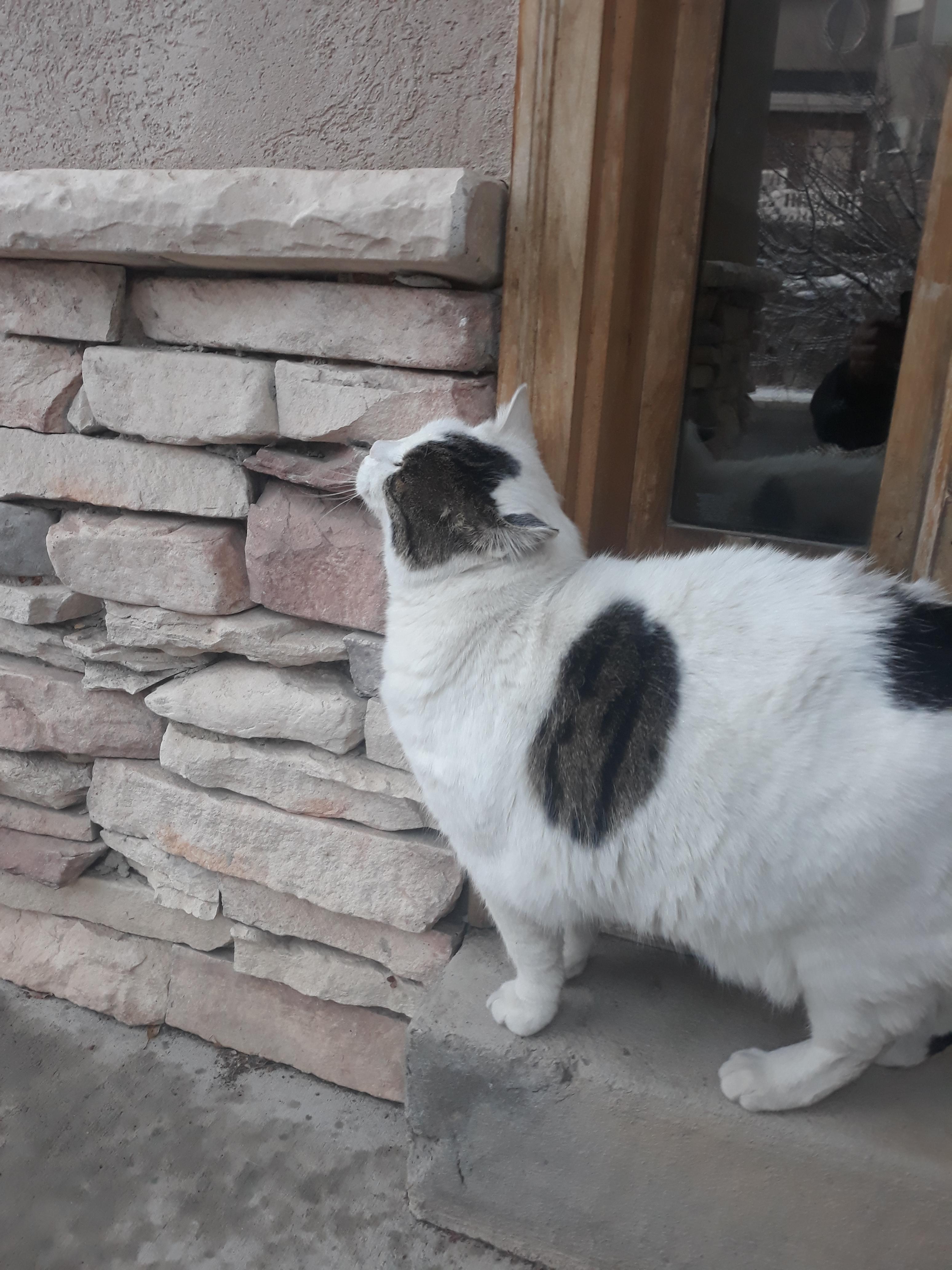 Chunky gurl | Scrolller