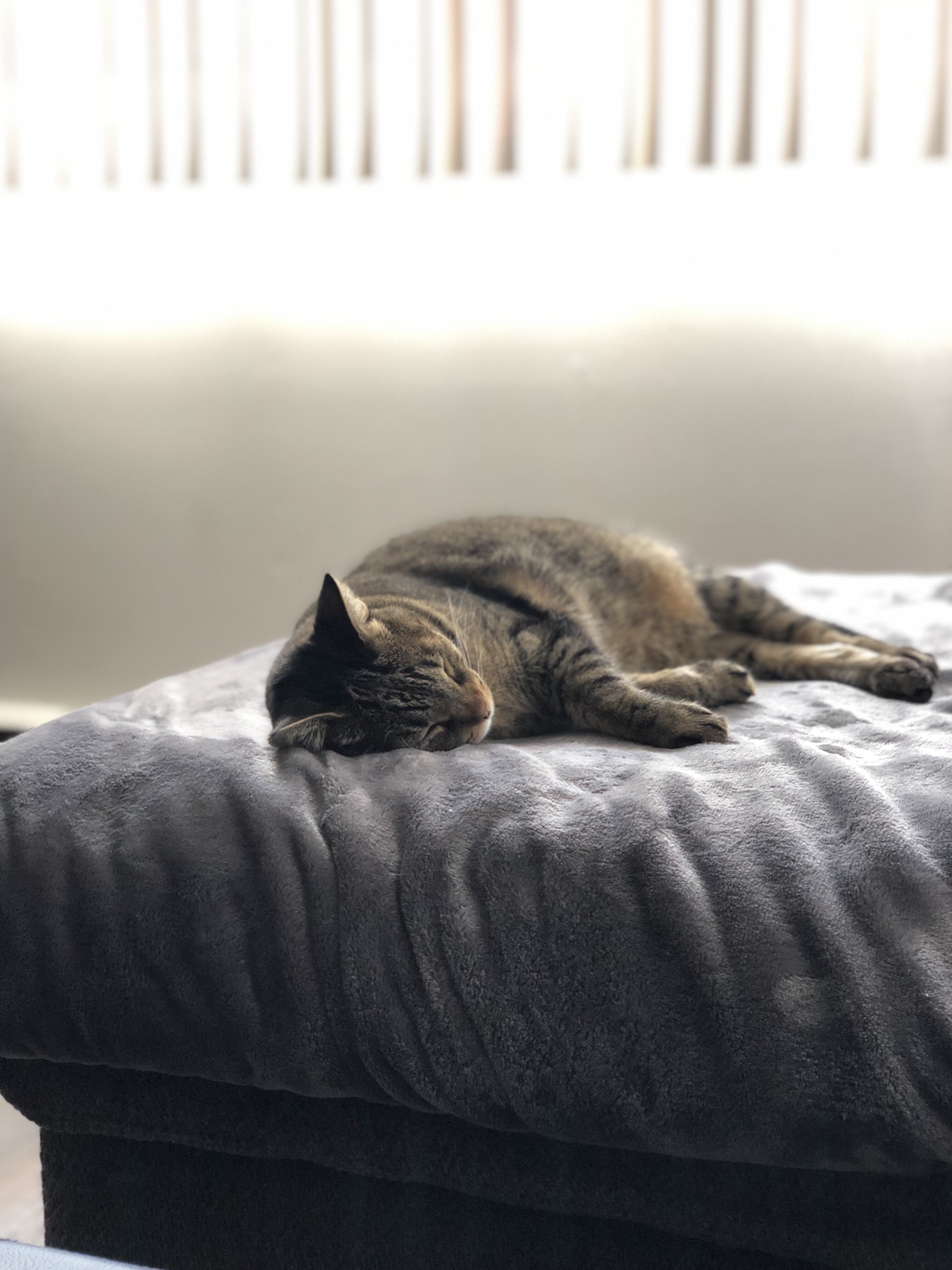 Chunky River taking a snooze. | Scrolller