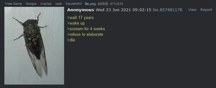 Cicadas. | Scrolller