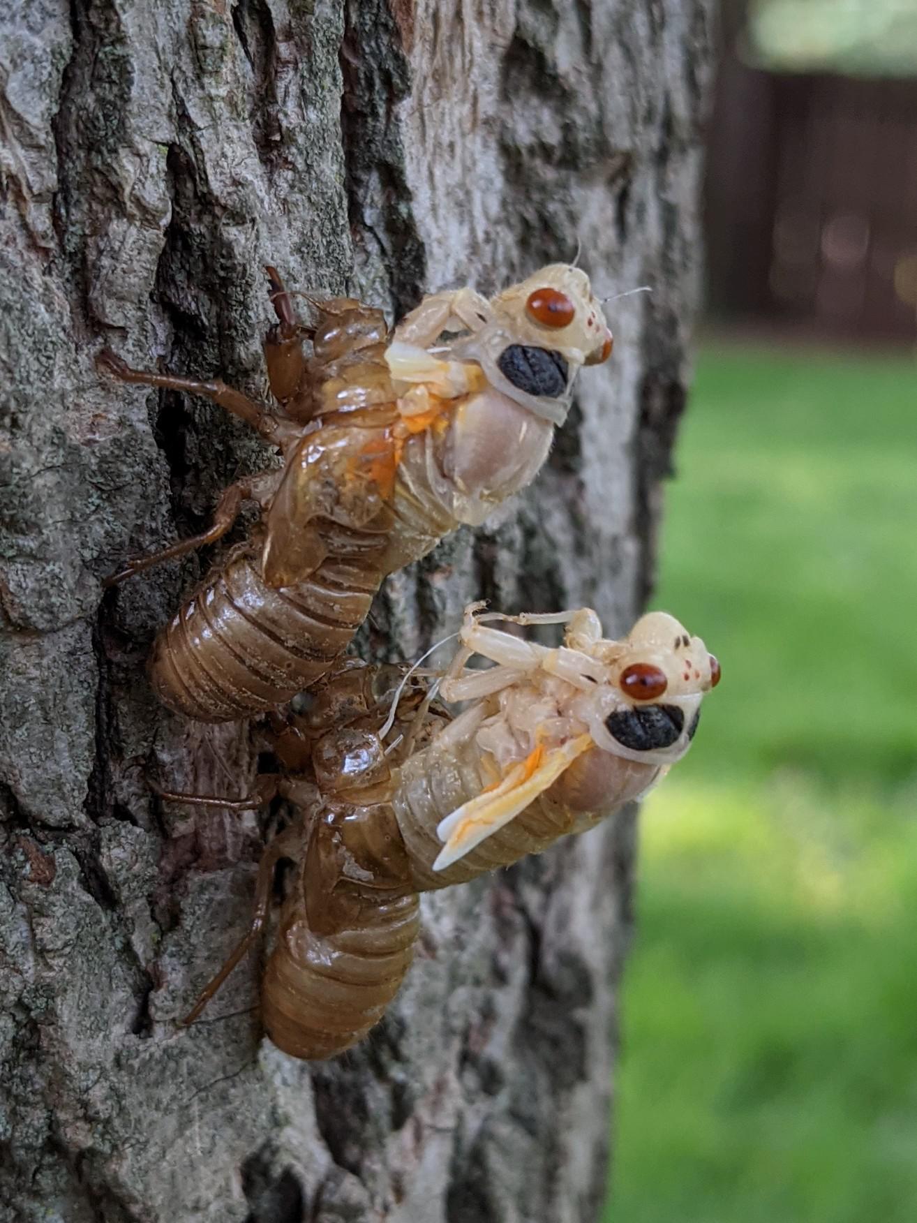 Cicadas emerging from their husks in Ohio | Scrolller