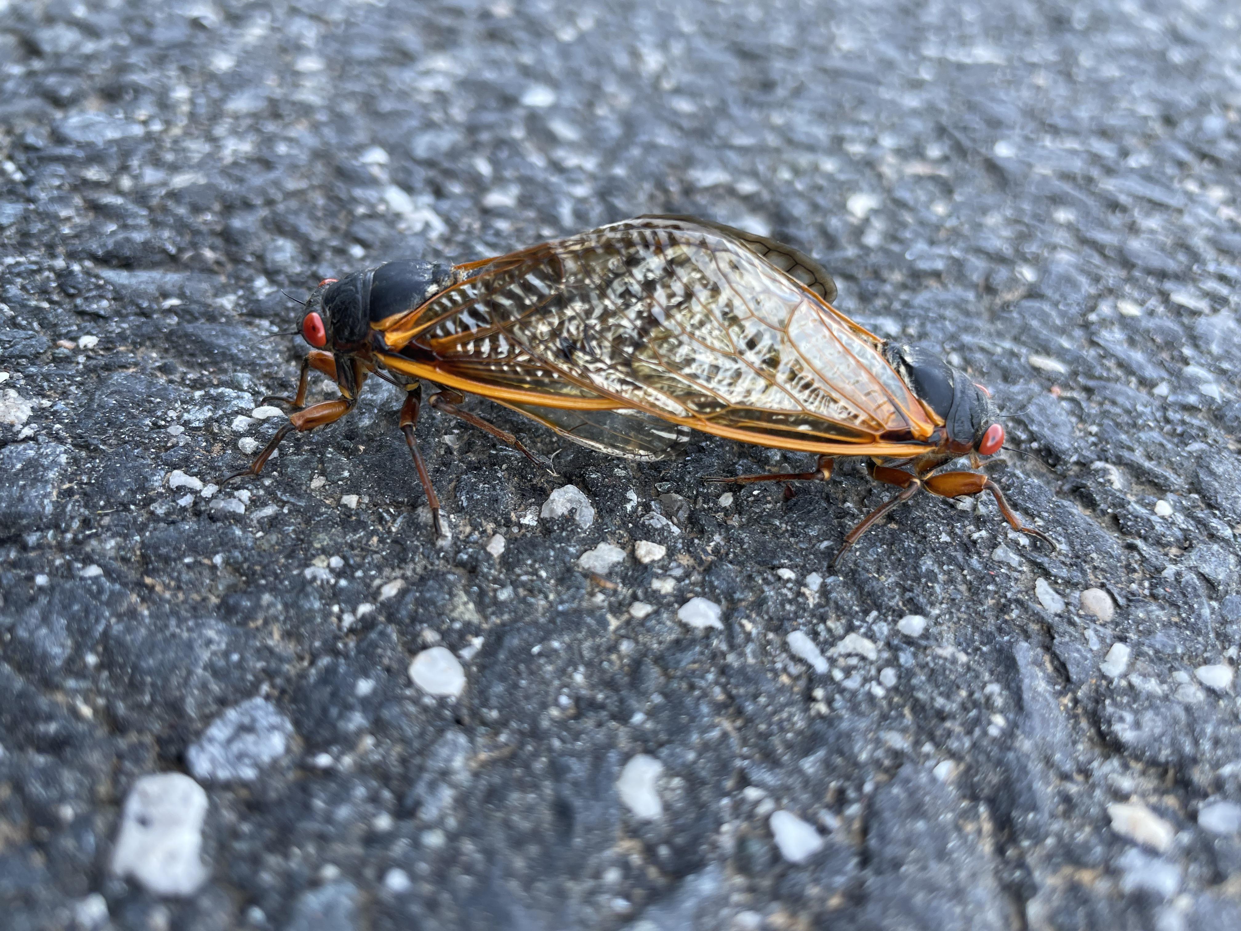 cicadas mating | Scrolller