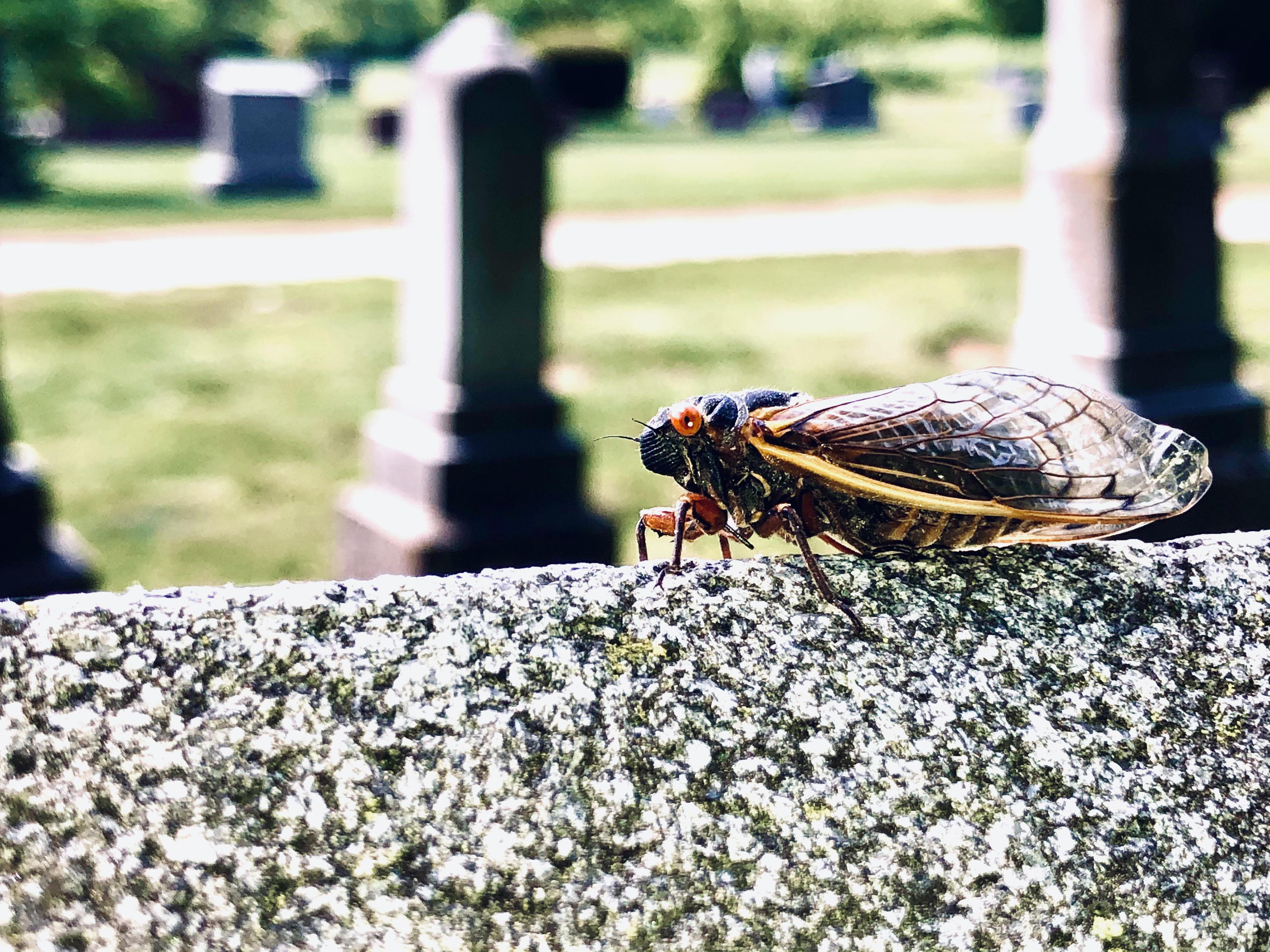 Cicadas rising-Flint Cemetery, Columbus Ohio | Scrolller