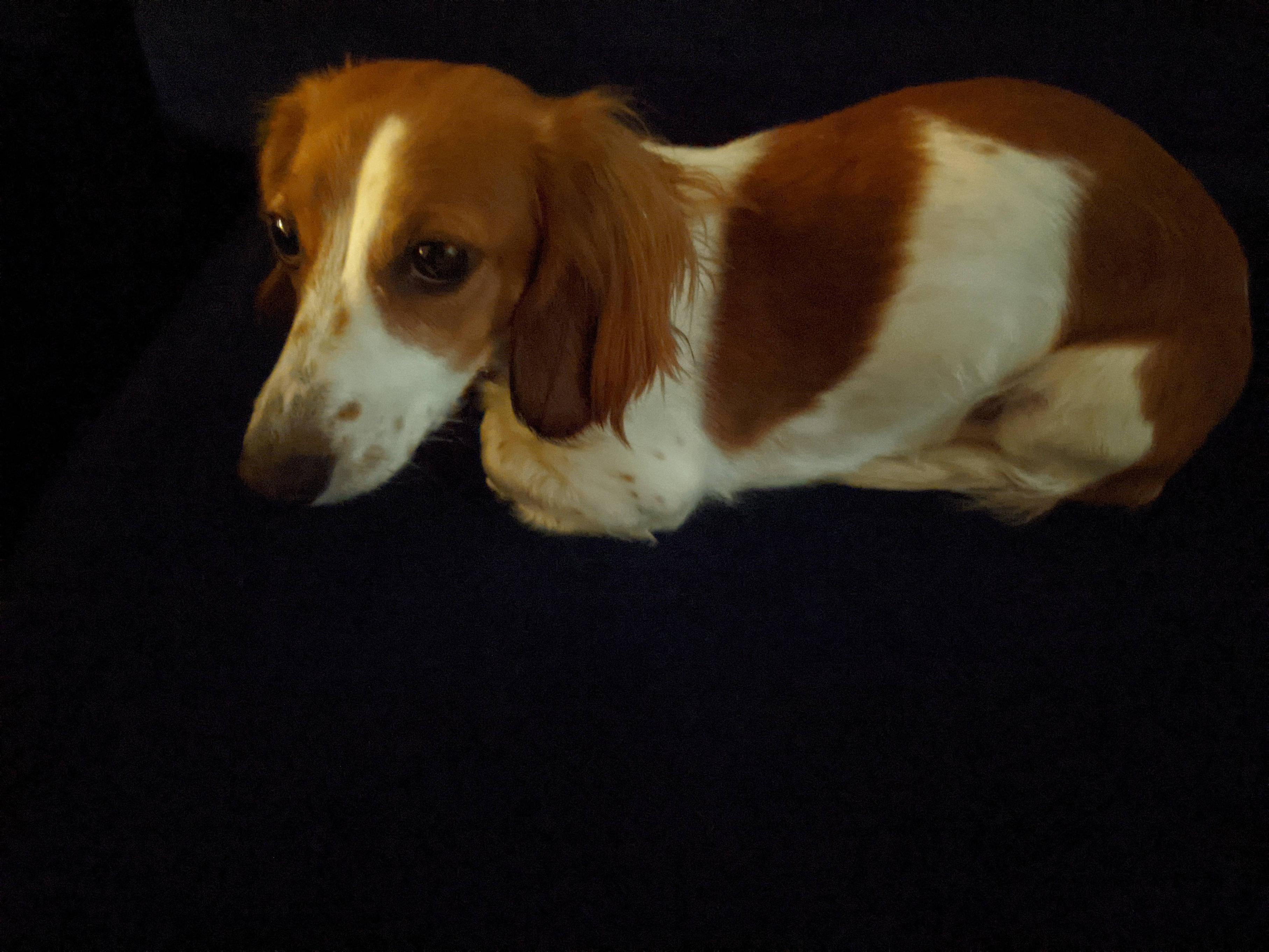 Cinnamon Swirl | Scrolller