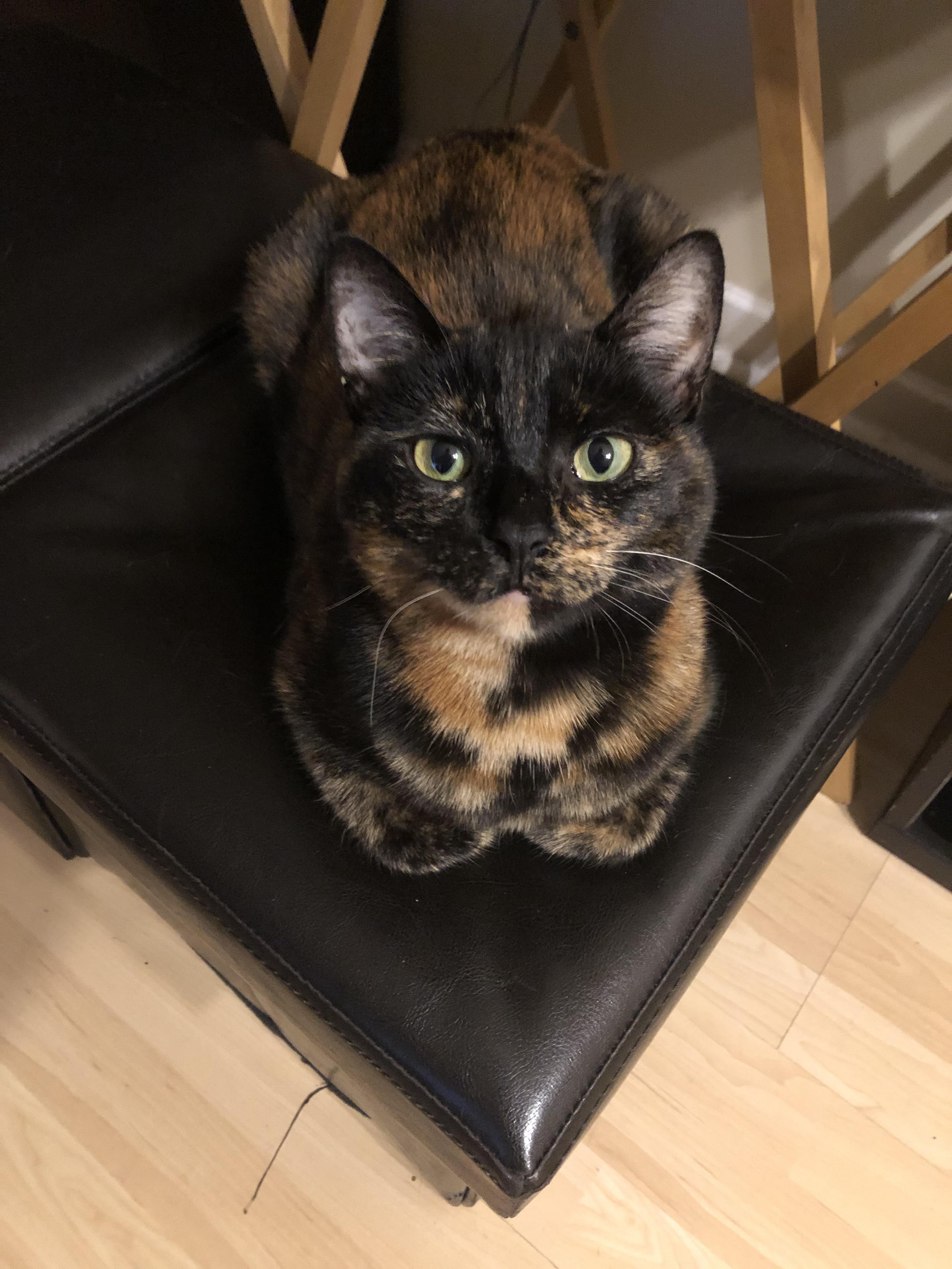 Cinnamon swirl loaf complete! | Scrolller