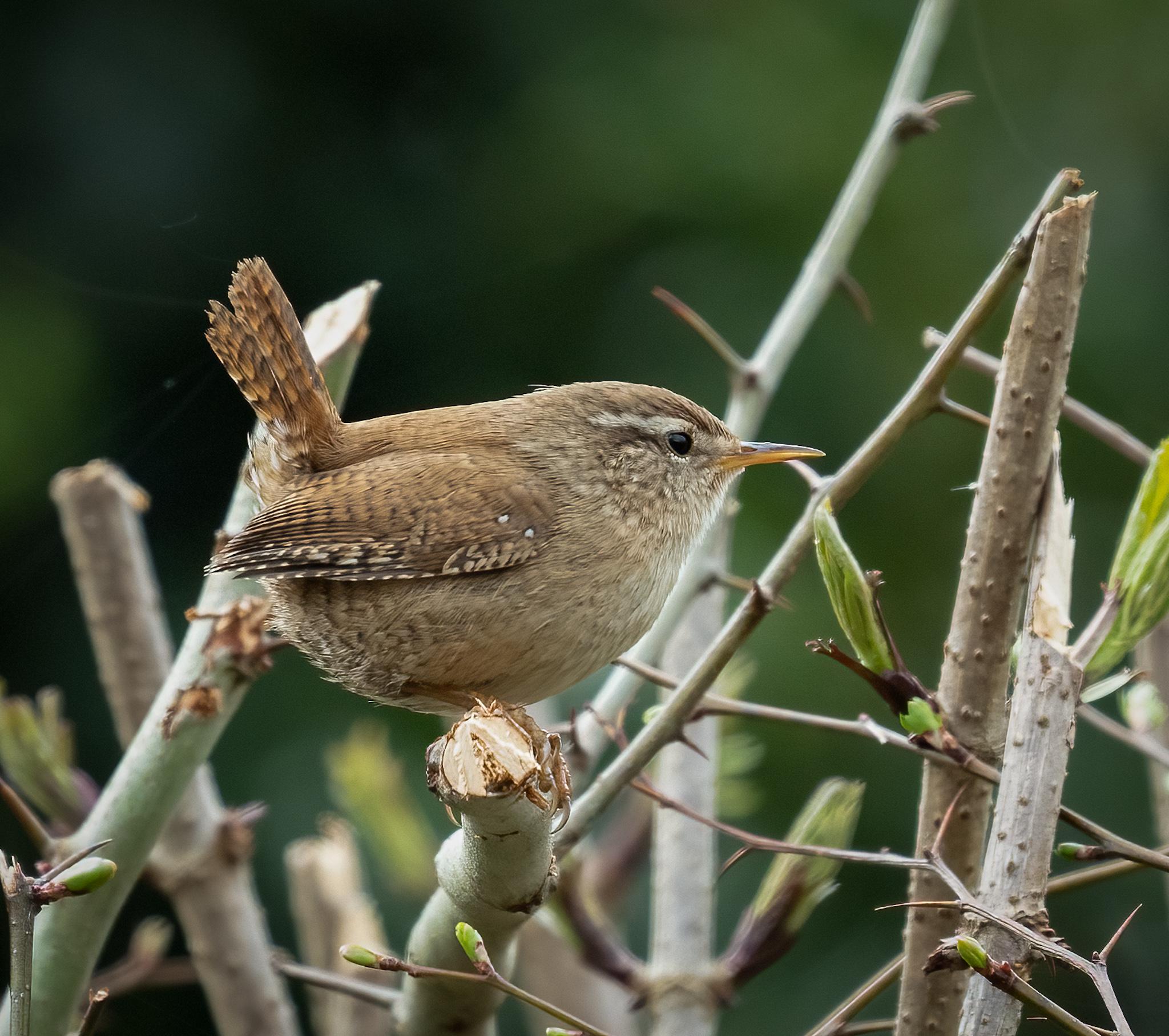 Classic wren pose. | Scrolller