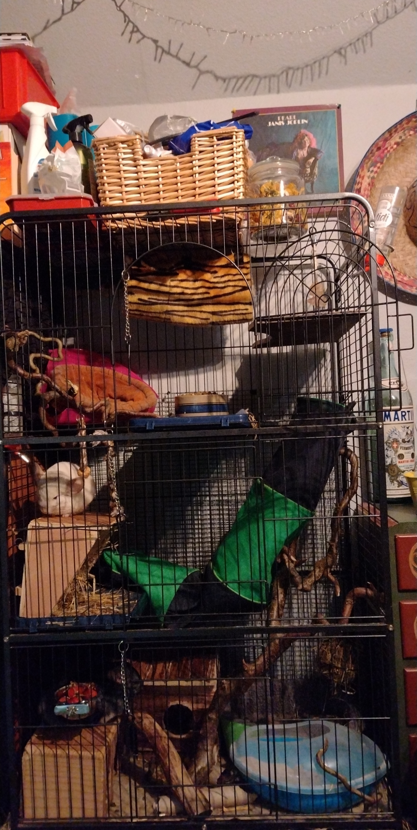 Cleaned and change up Erebos and Eros's cage today:) | Scrolller