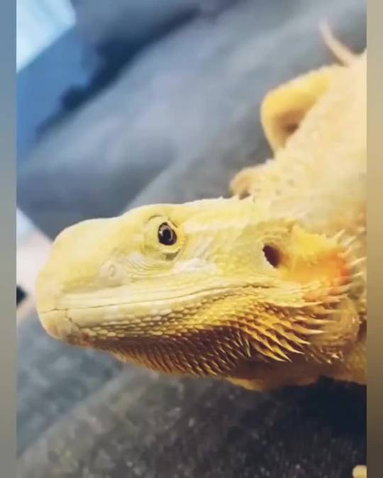Cleaning of bearded dragon nostrils! | Scrolller