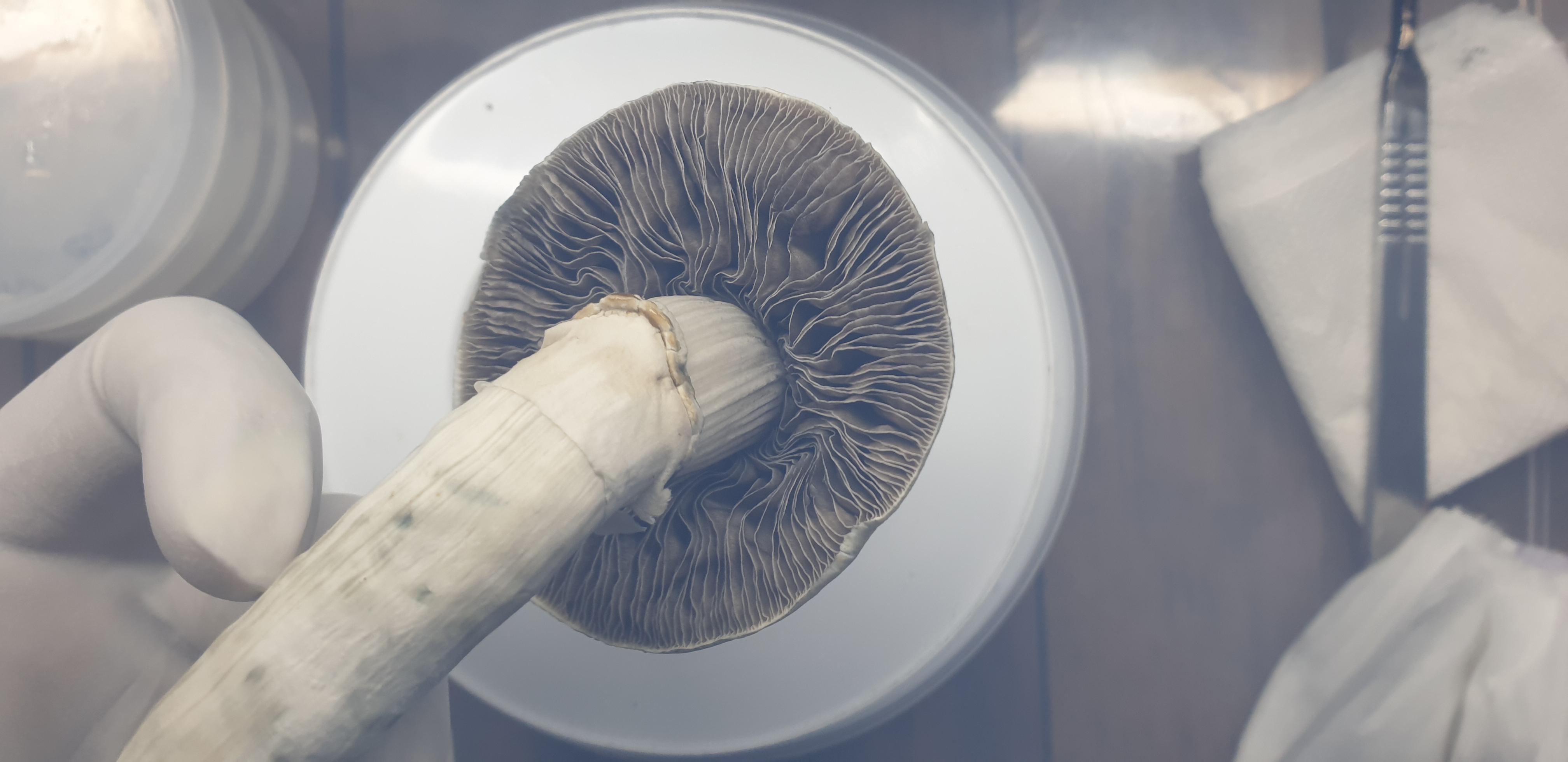 cloning time 🙏🍄 👽 | Scrolller