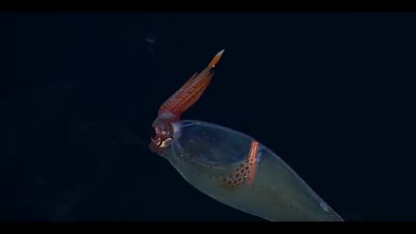 Cockatoo Squid releasing ink | Scrolller