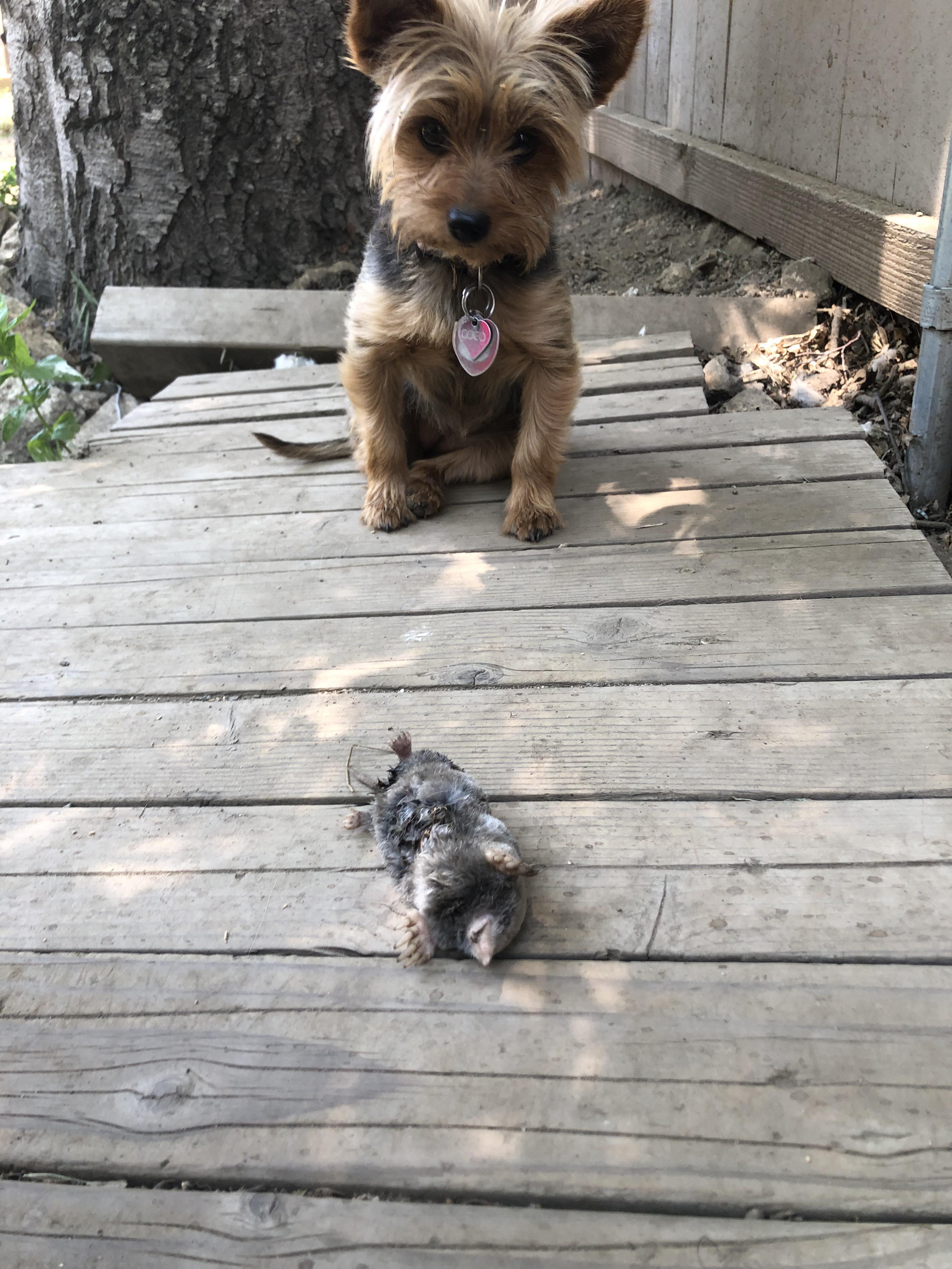 Coco caught the mole | Scrolller