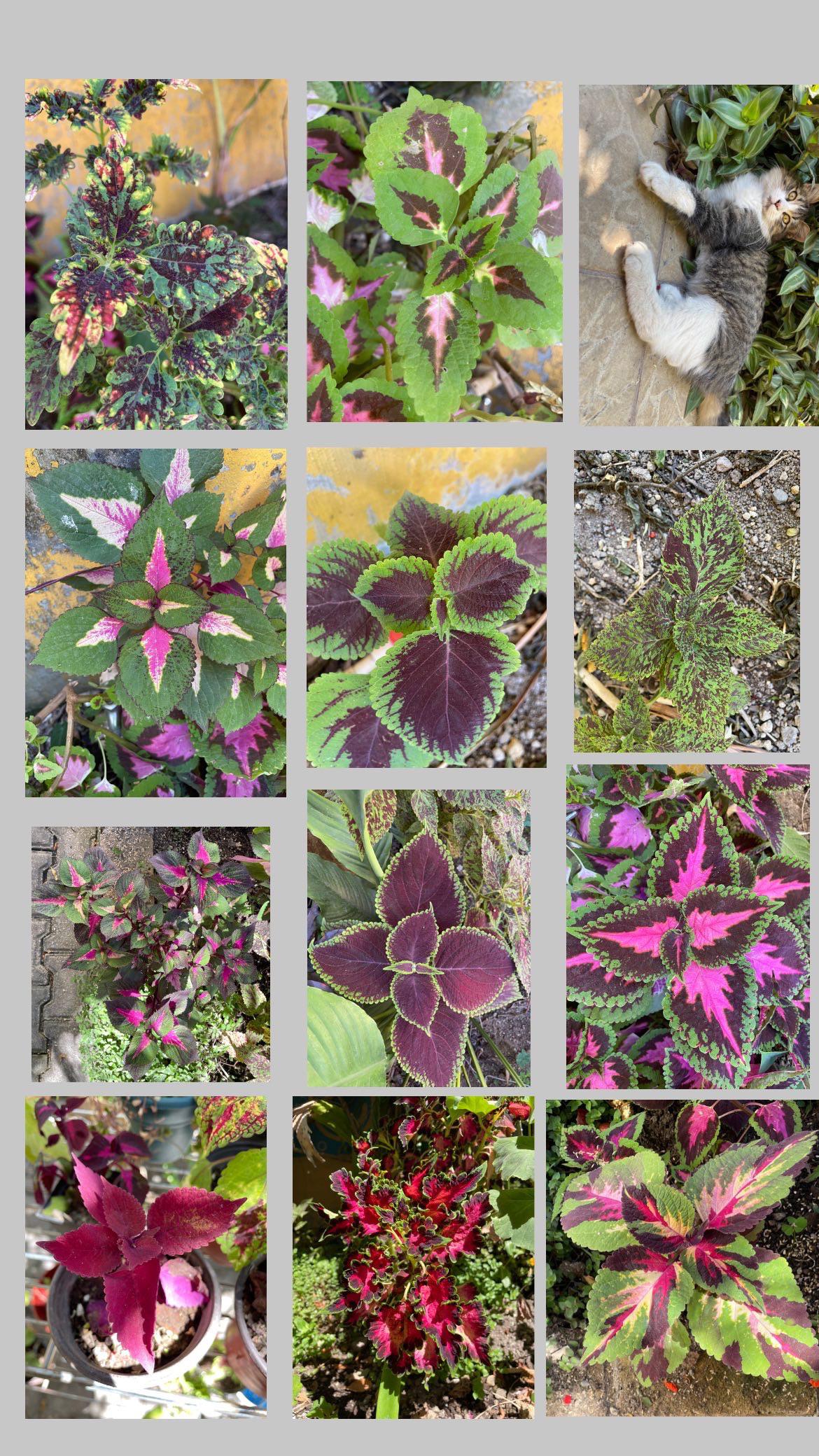 Collection of colors | Scrolller