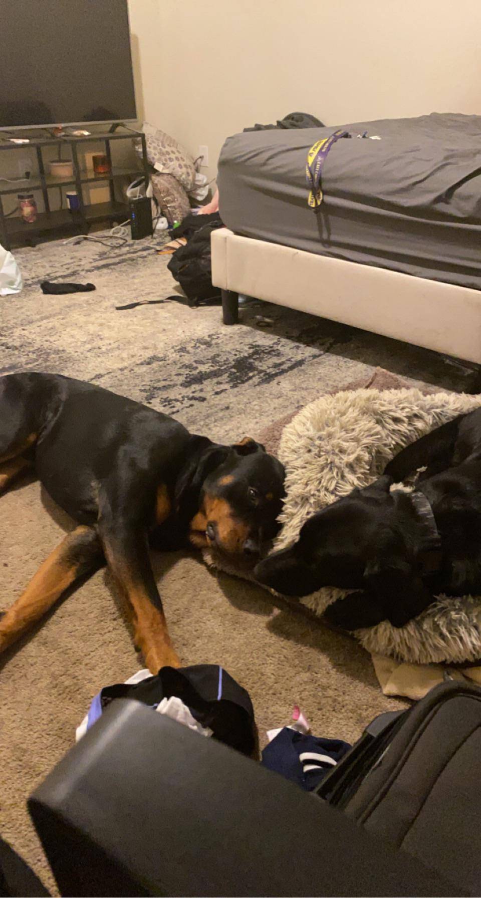 Comforting his sick older brother :( | Scrolller