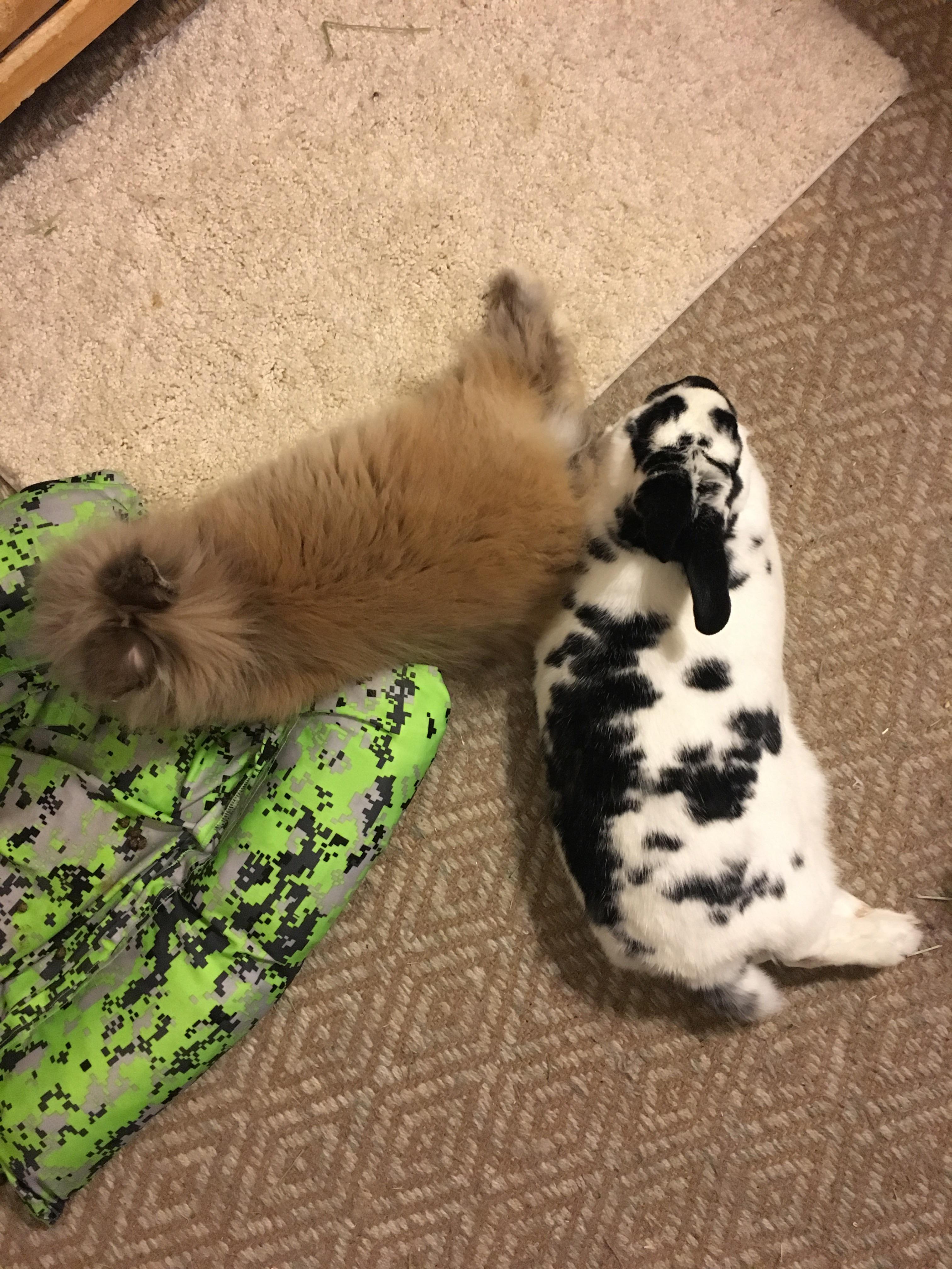 Comfy but dangerous position | Scrolller