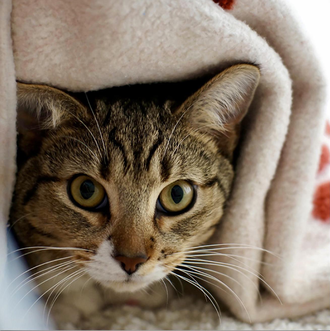 Comfy Cozy | Scrolller