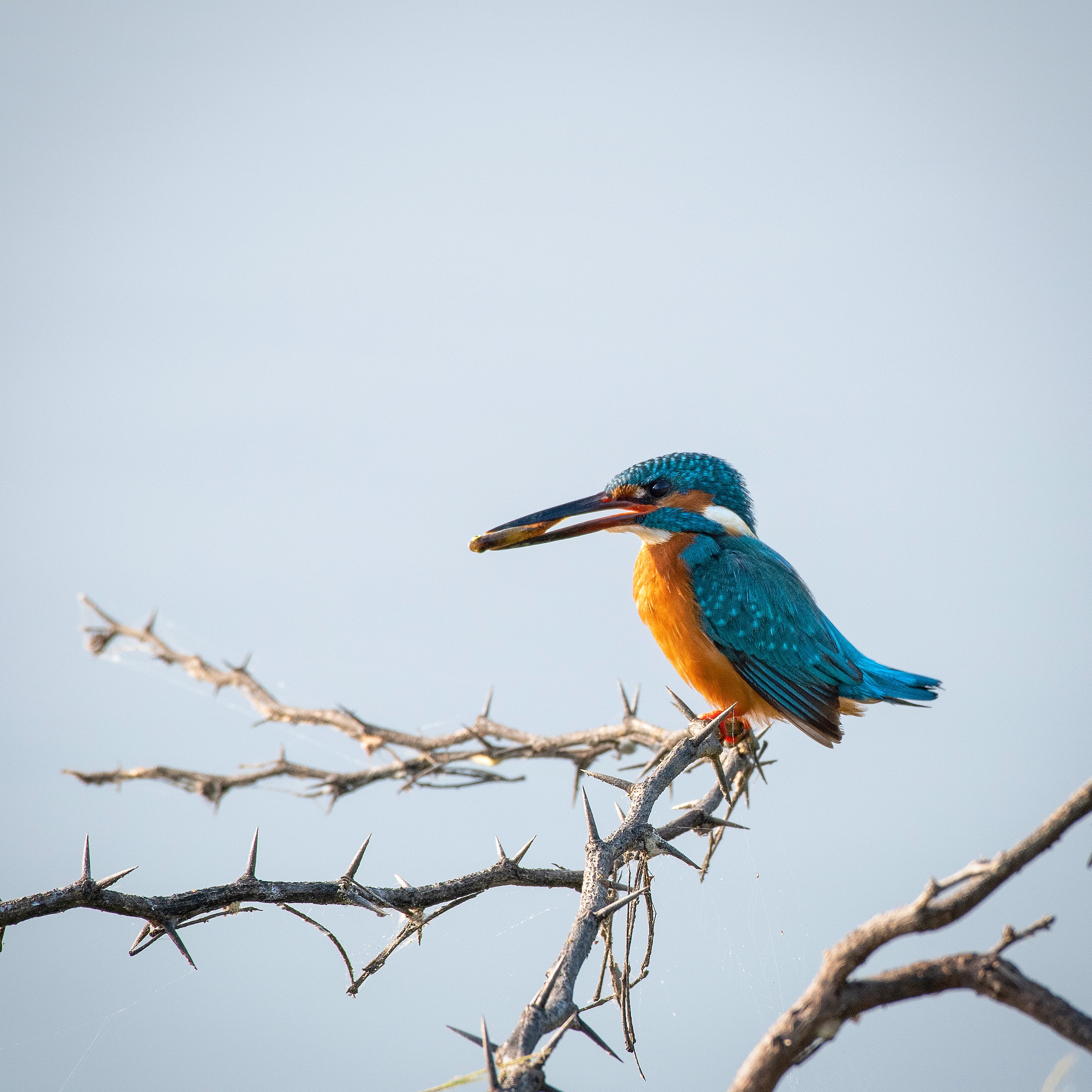Common kingfisher with a fish kill | Scrolller