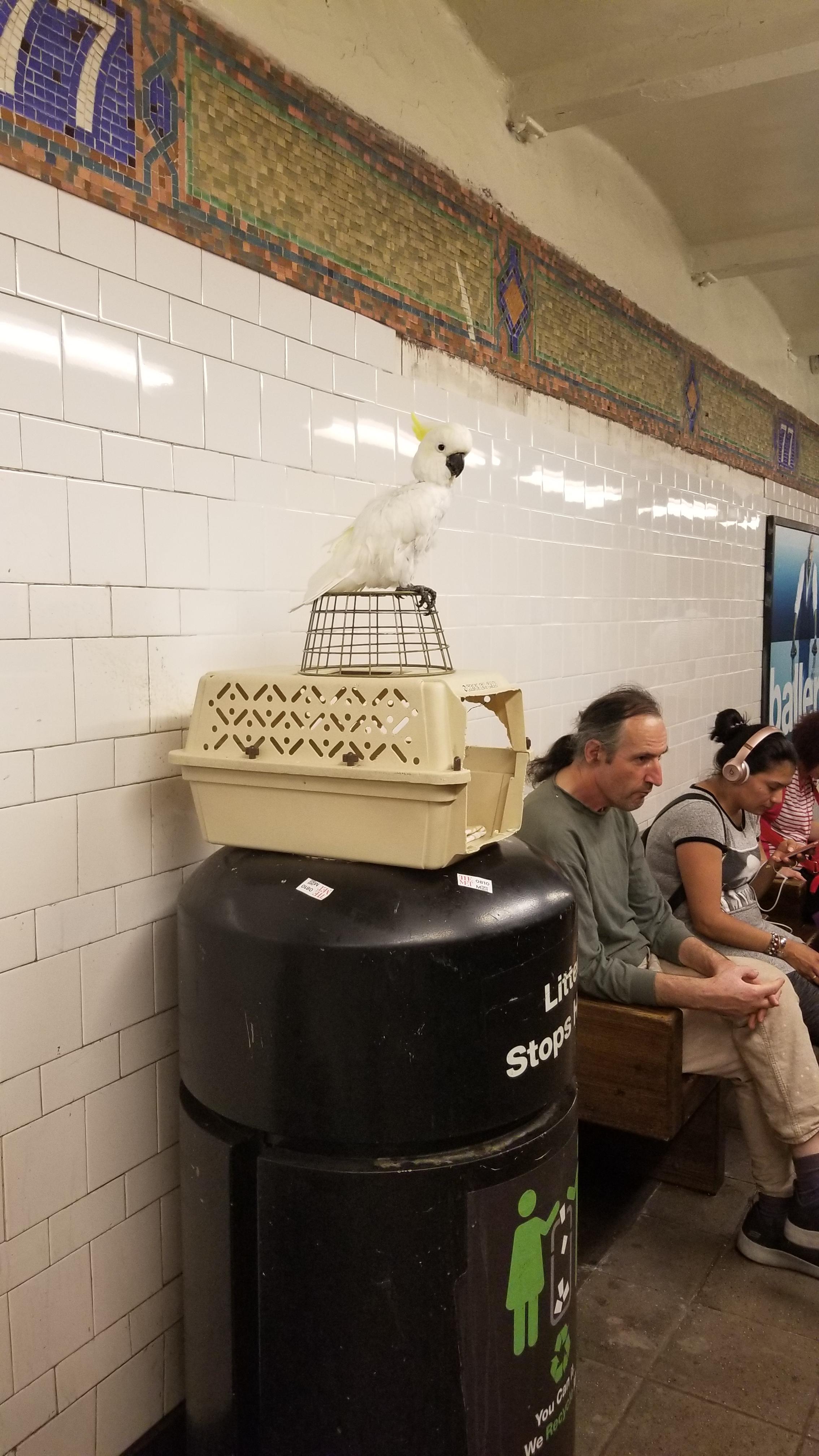 COMMUtERBoi | Scrolller