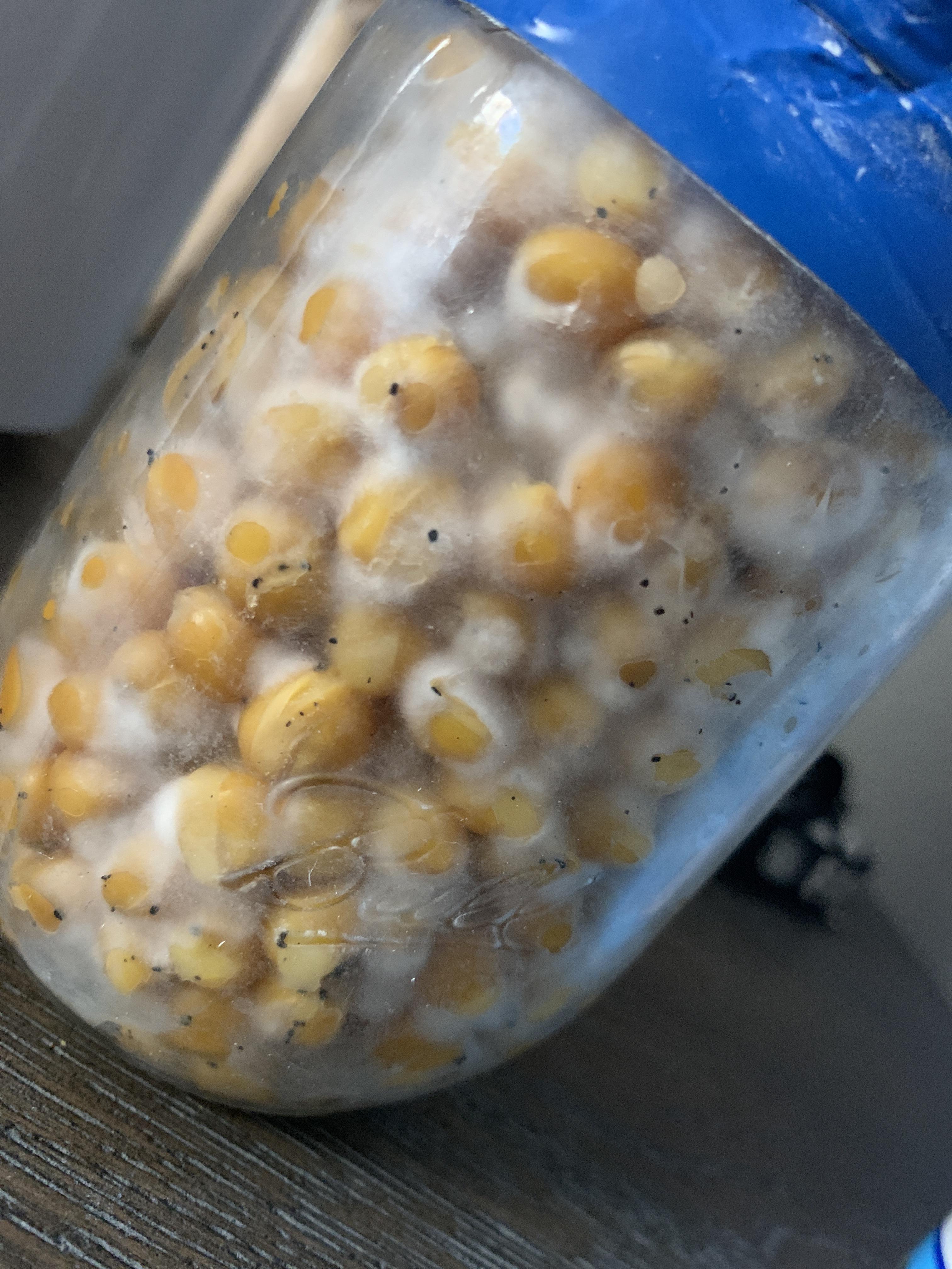 Contam or mycelium? | Scrolller