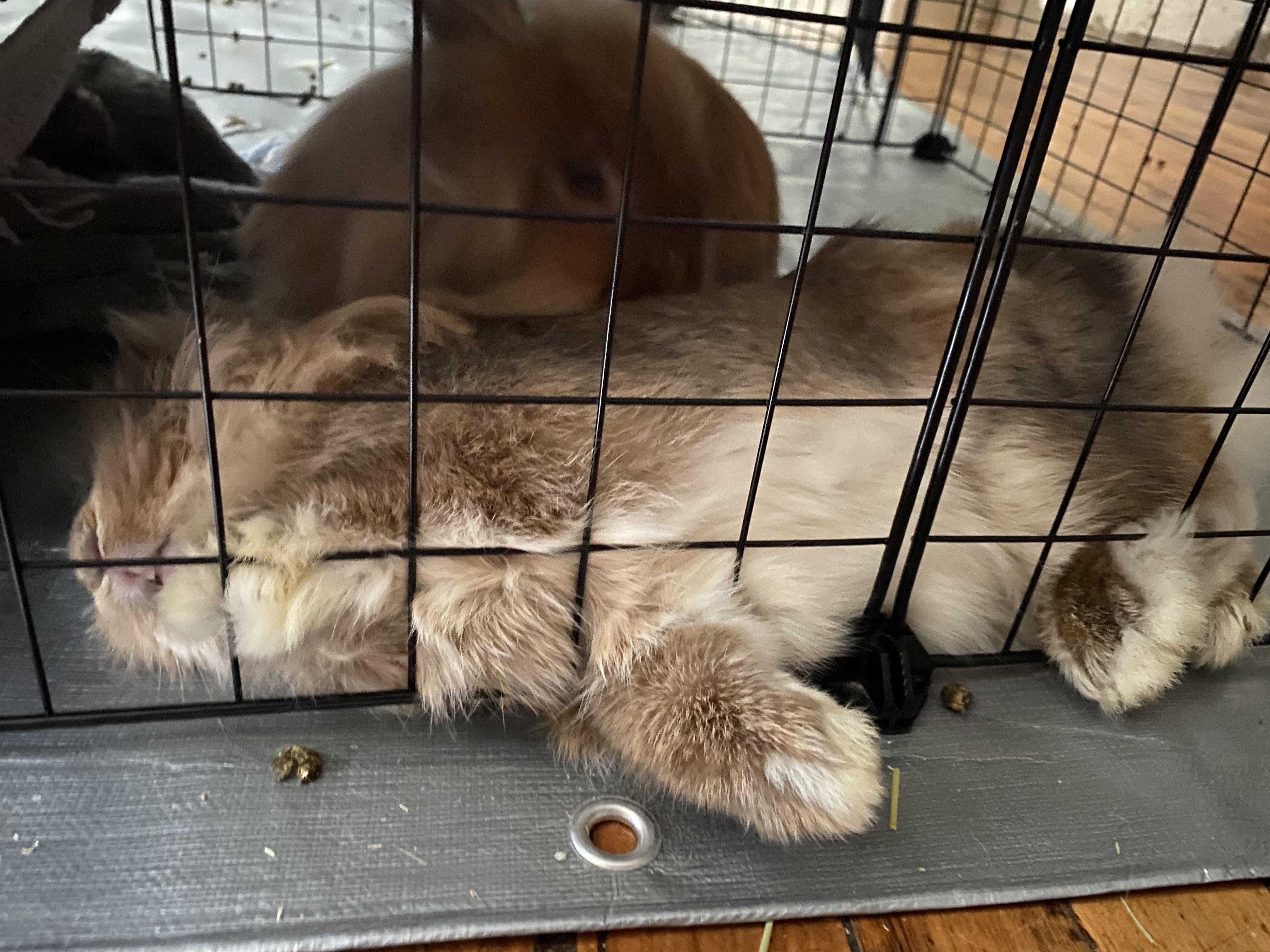 cookie’s little paw and teethiess 😭 (and gunter in the back) | Scrolller