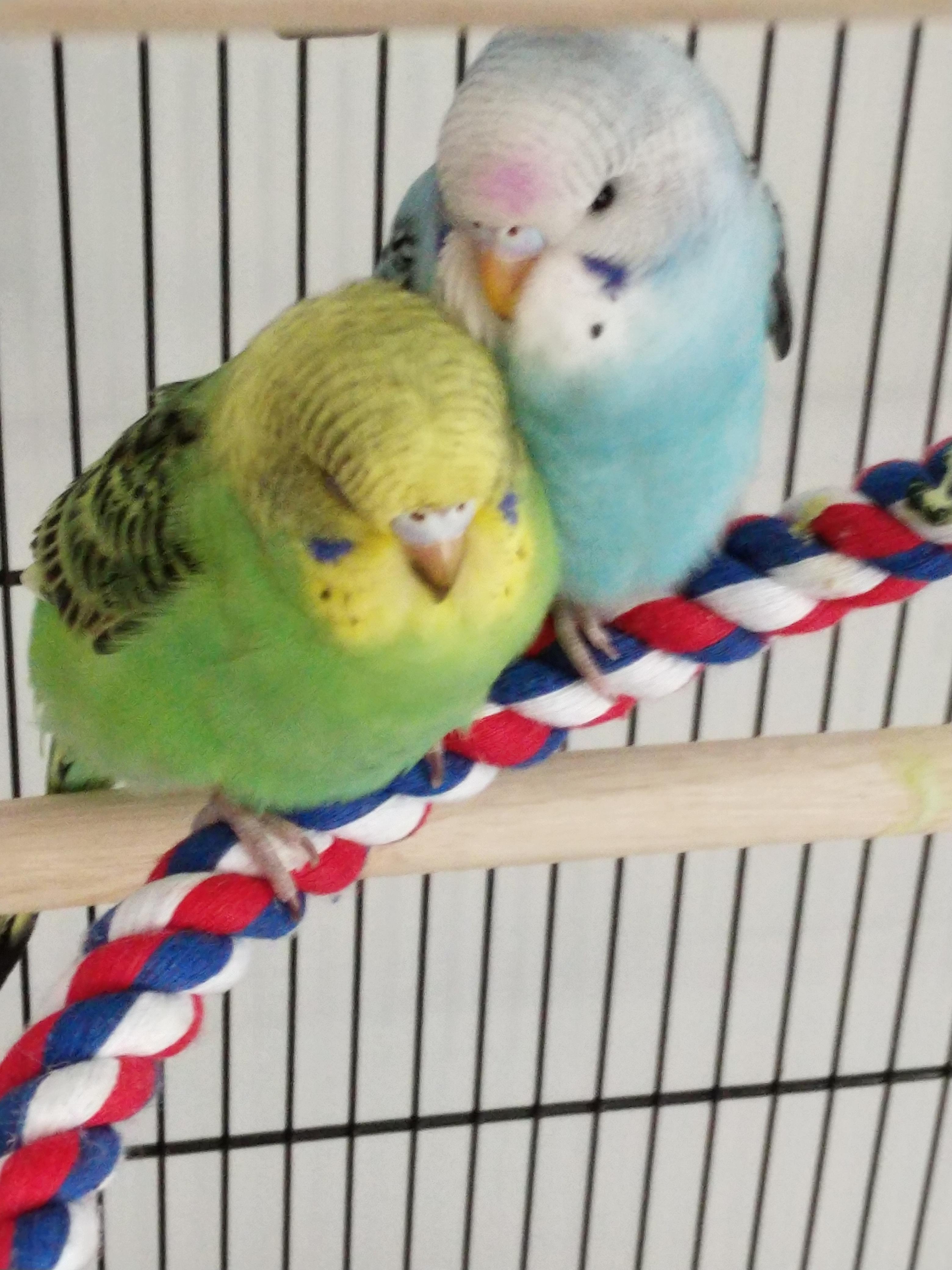 Cool bird | Scrolller