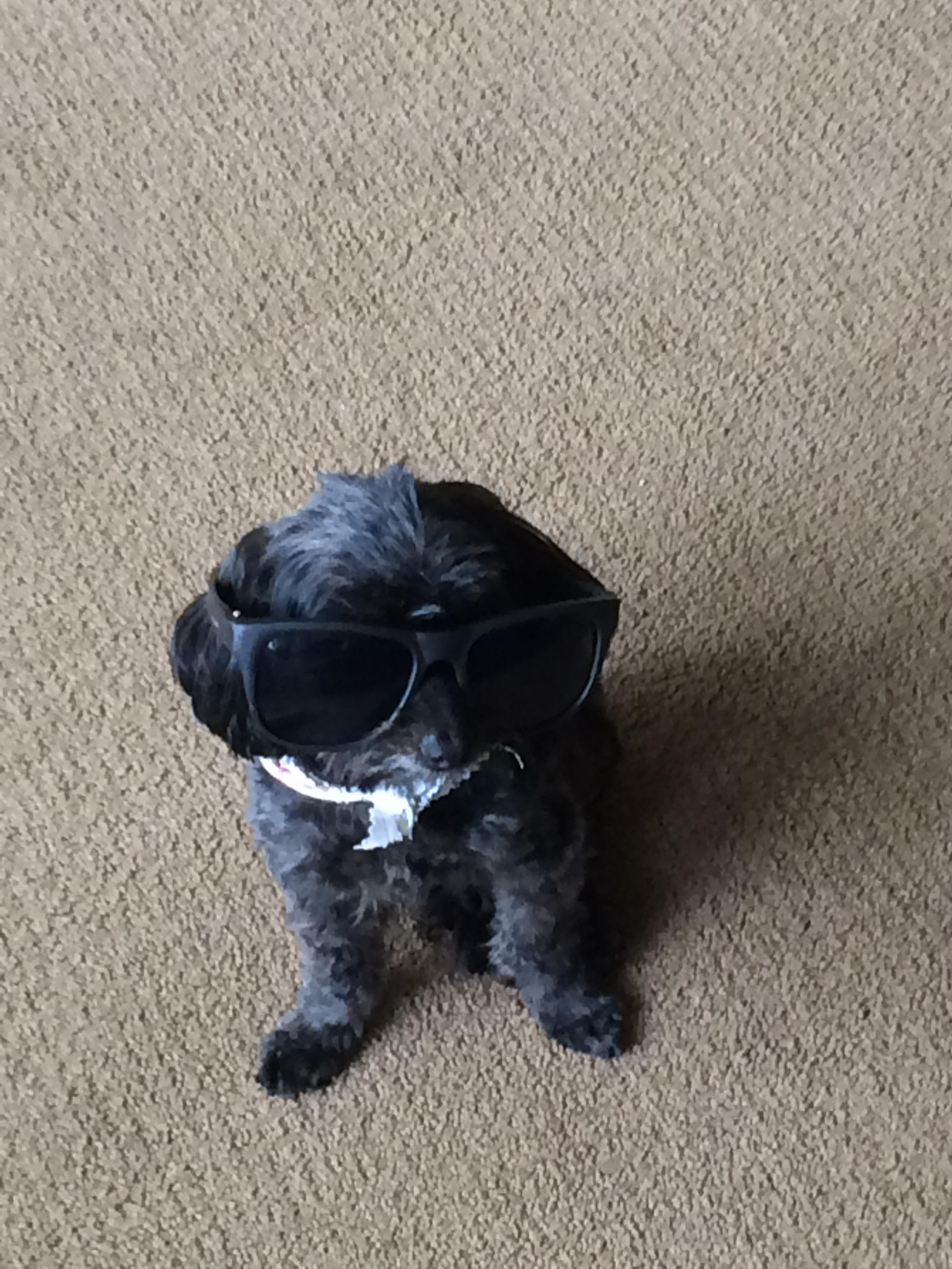 Cool Dog Strikes Again! | Scrolller