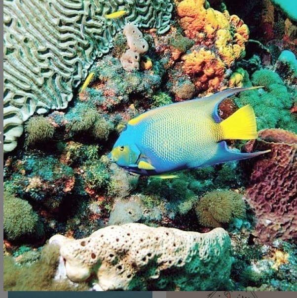 Coral fish | Scrolller