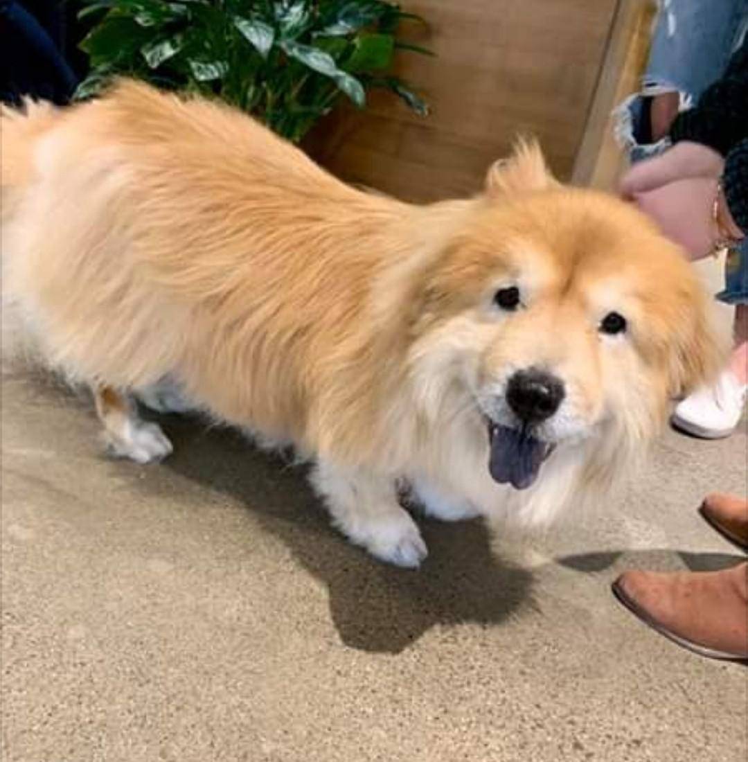 Corgi/Chow Chow/Floof Loaf | Scrolller