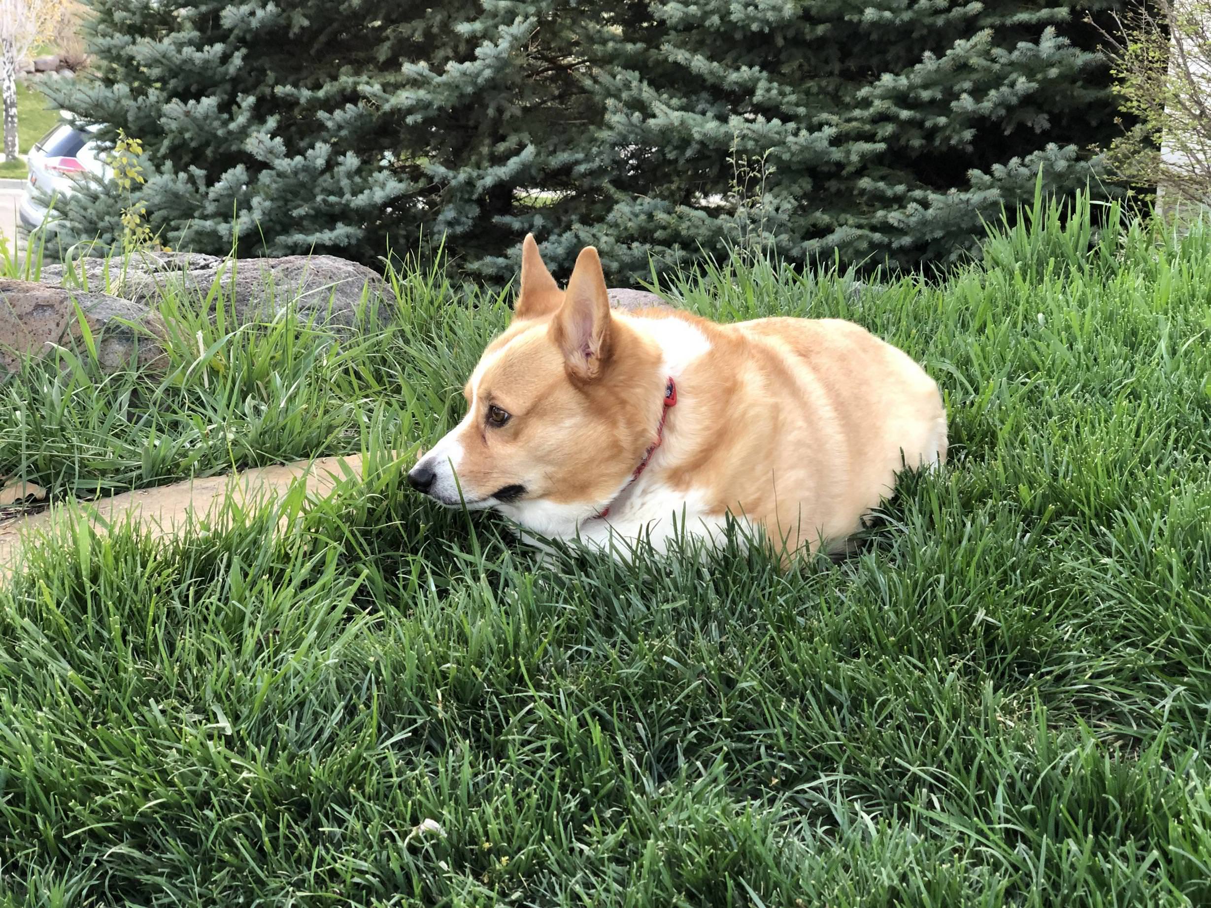 CorgiLoaf | Scrolller