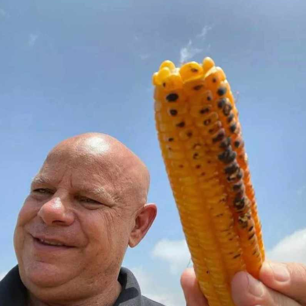 Corn rule | Scrolller