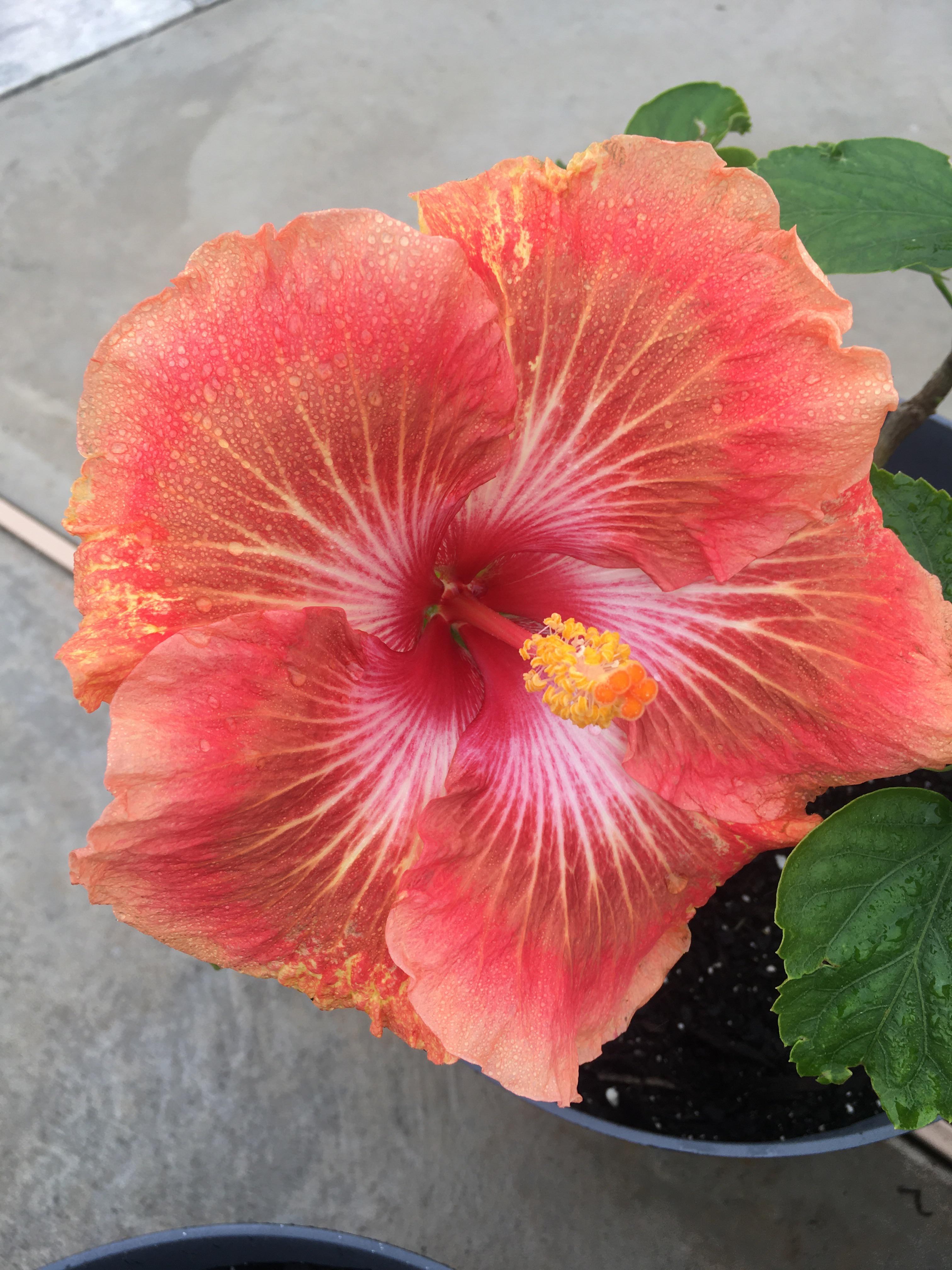 Cosmic Dancer | Scrolller