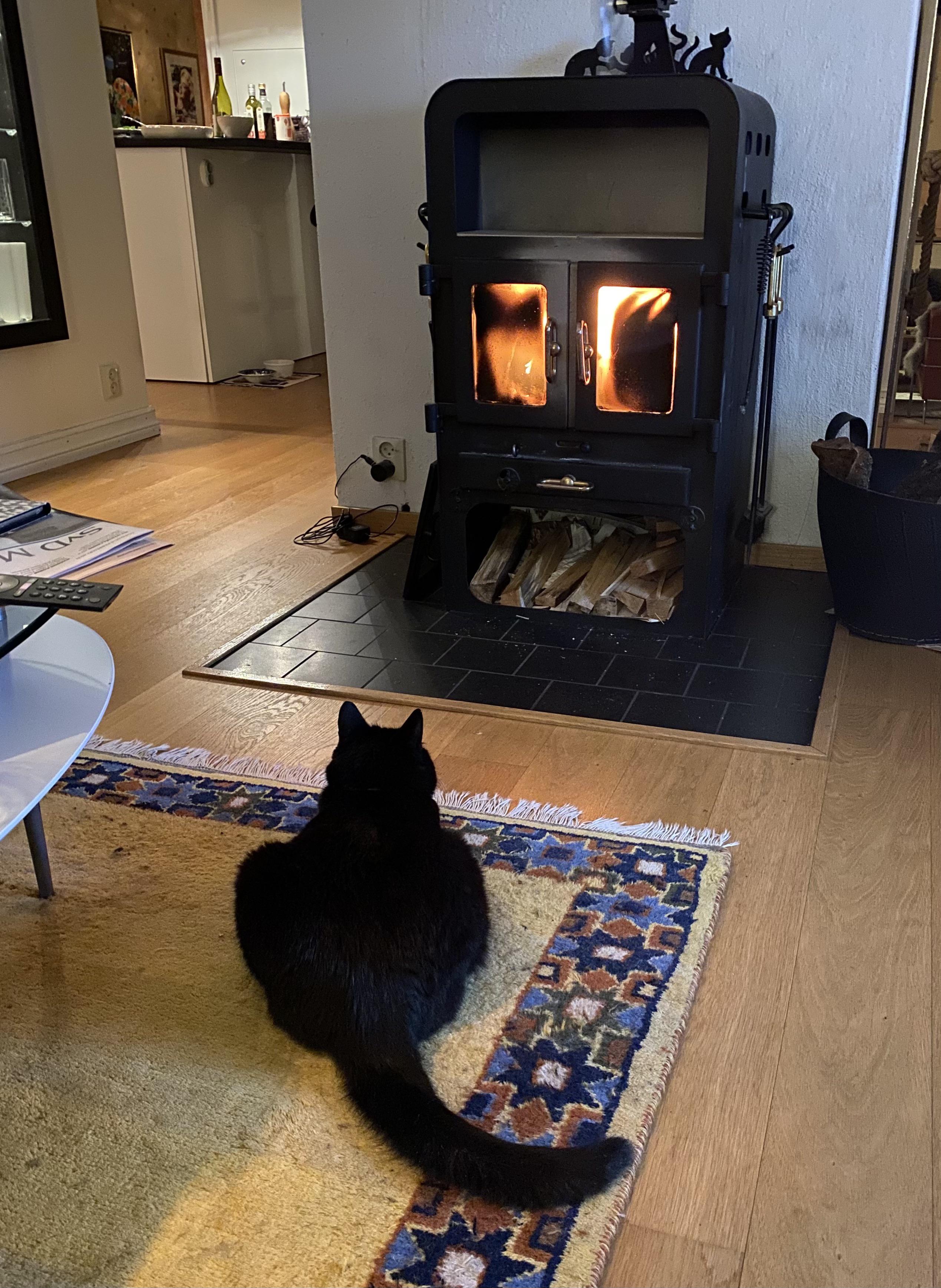 Cosmo is enjoying the fireplace | Scrolller
