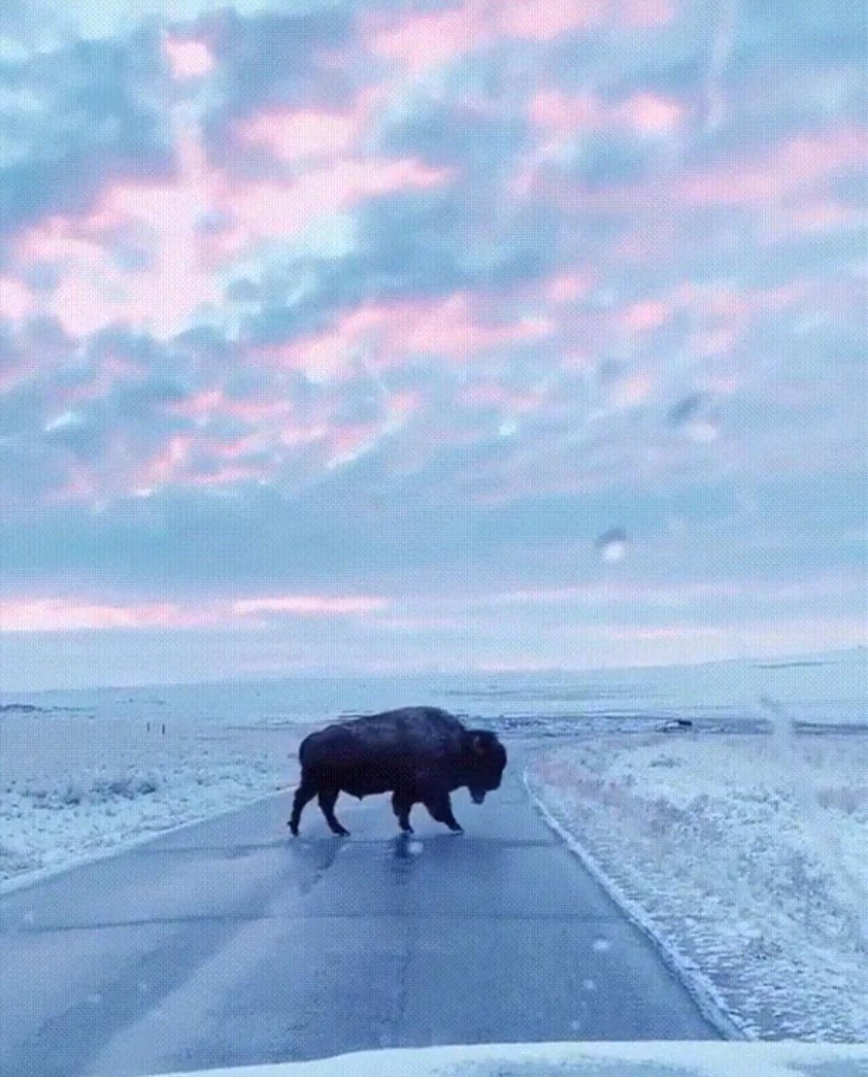 Cotton Candy Clouds + Buffalo | Scrolller