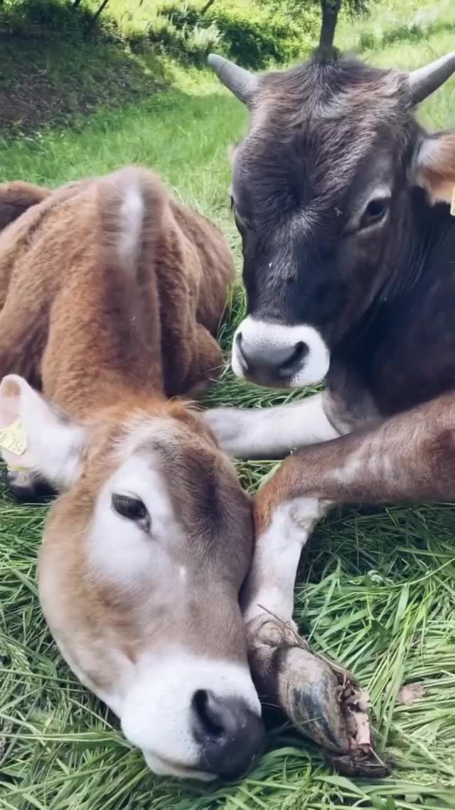 Cows hanging out with their friends | Scrolller