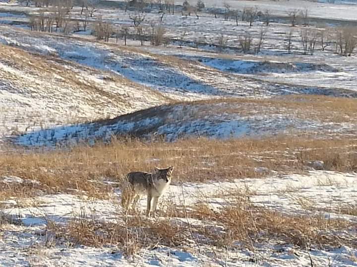 Coyote Badlands SD [OC] | Scrolller