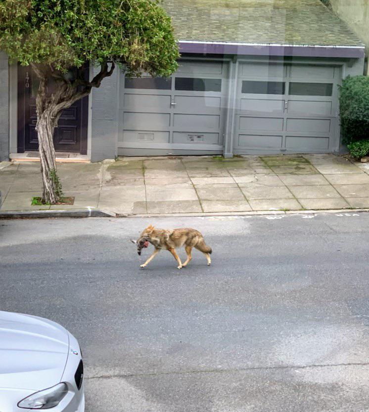 Discover more like Natureismetal: Coyote Strolling Through The Streets of San Francisco With Its ...