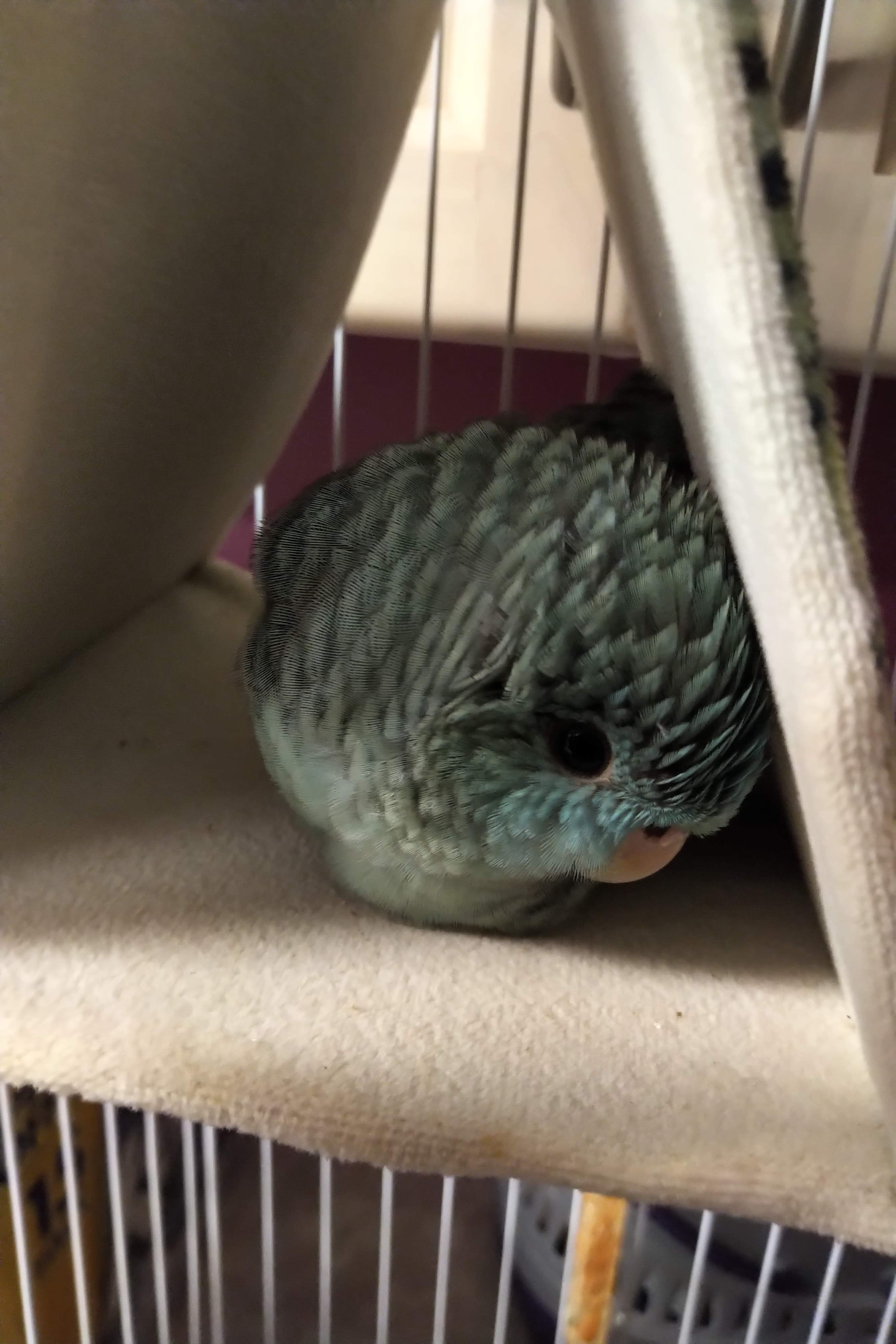 Cozy Scrolller