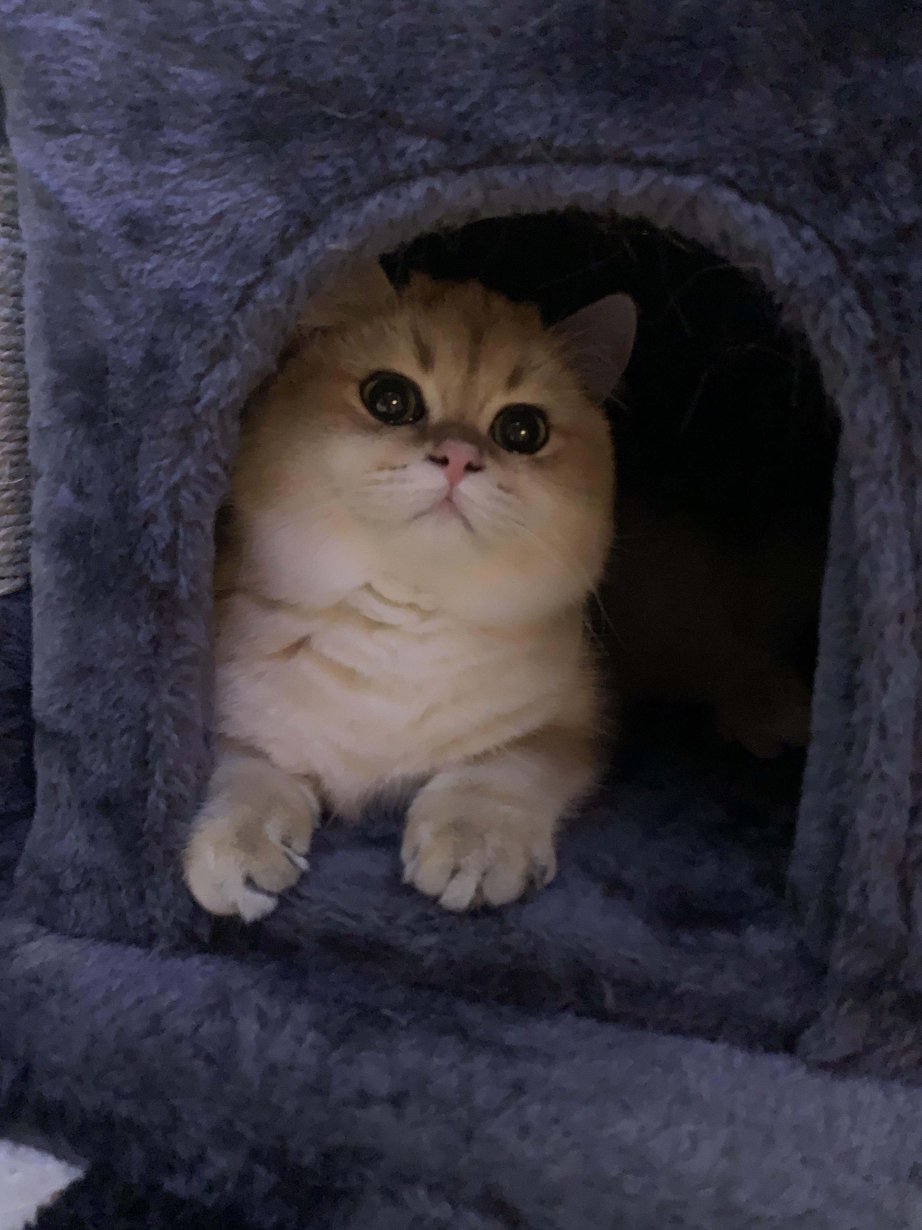 Cozy in his casa | Scrolller