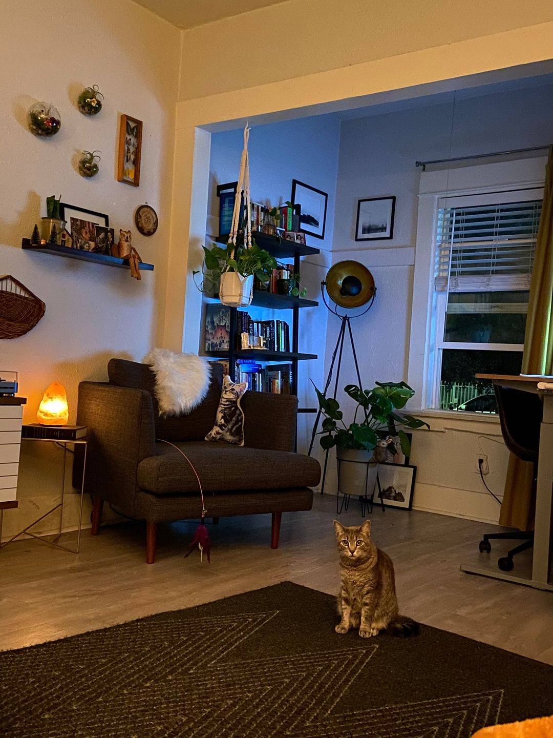 Cozy living room with kitten | Scrolller
