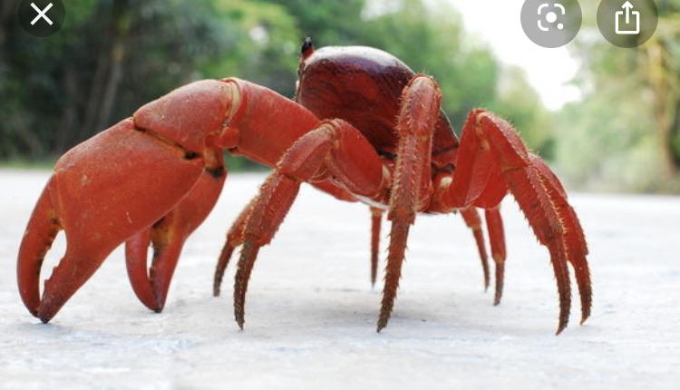 Crab gang | Scrolller