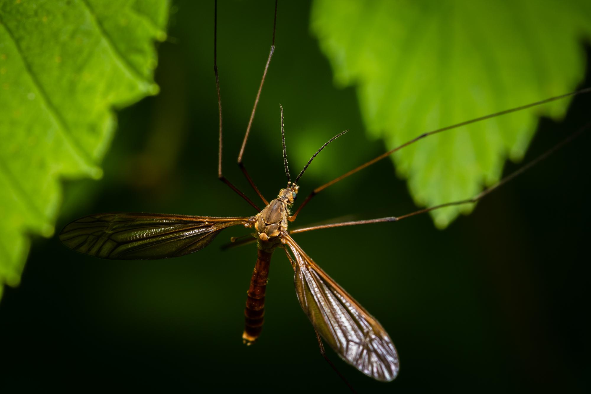 Cranefly | Scrolller