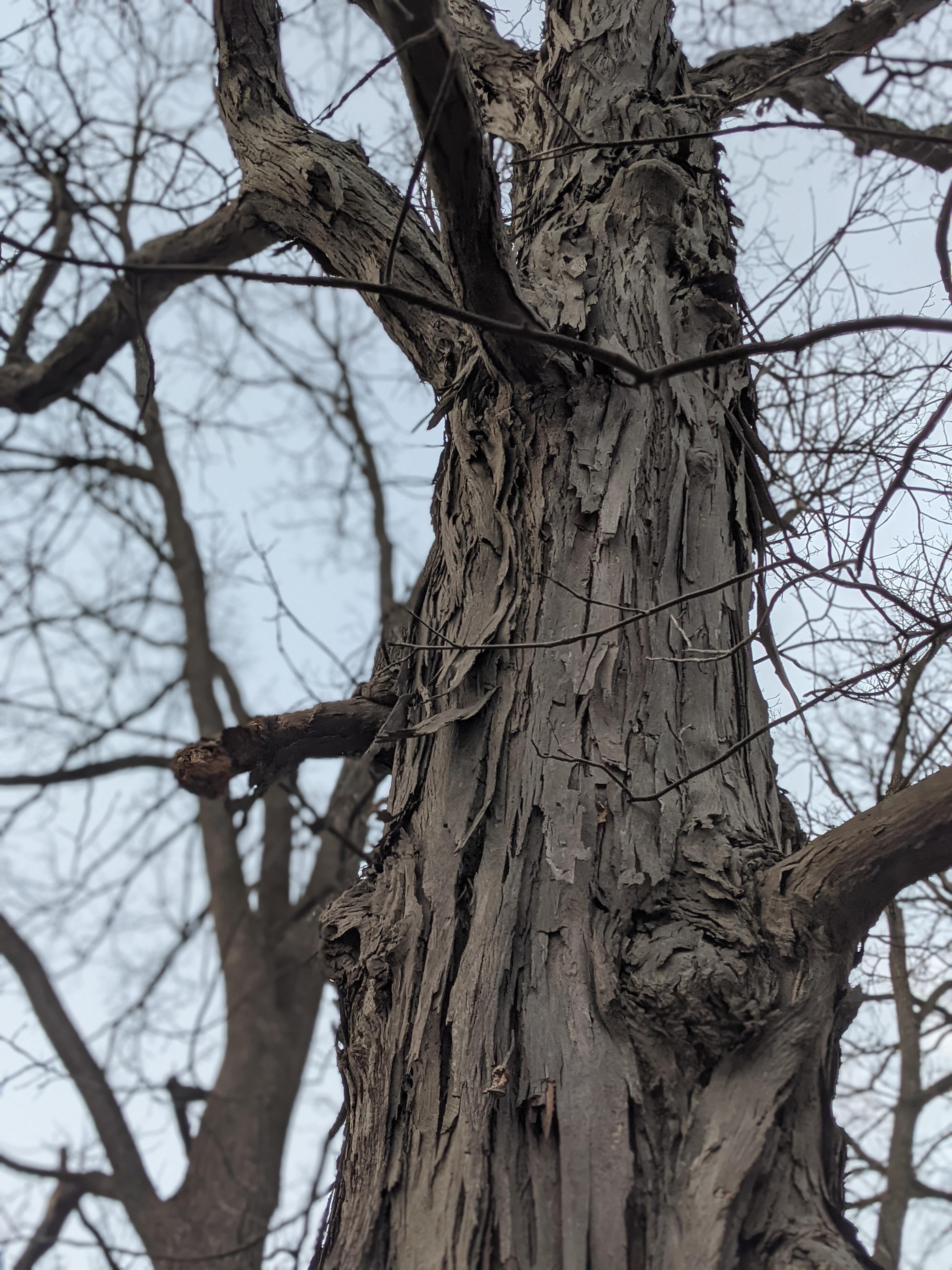 Creepiest Tree Ever What Kind Is It Scrolller