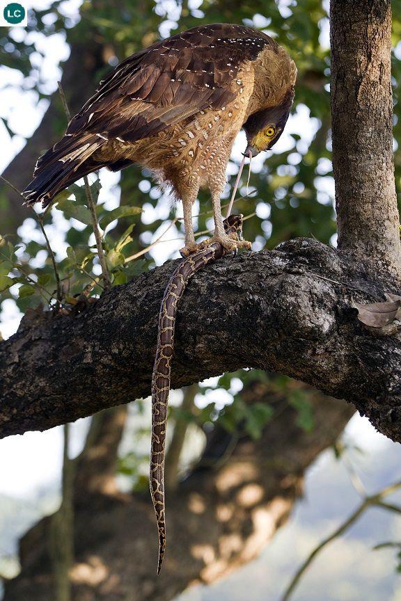 Crested serpent eagle ripping into dinner. | Scrolller