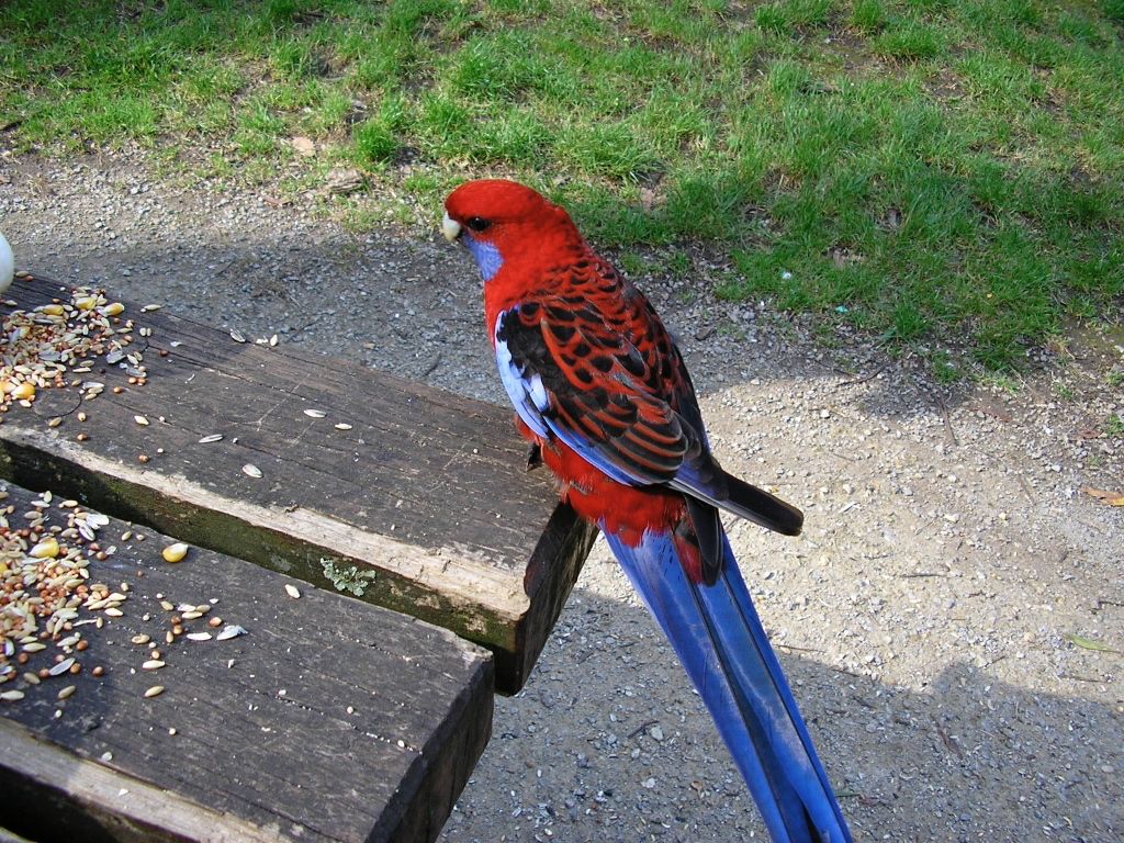 Crimson Rosella | Scrolller
