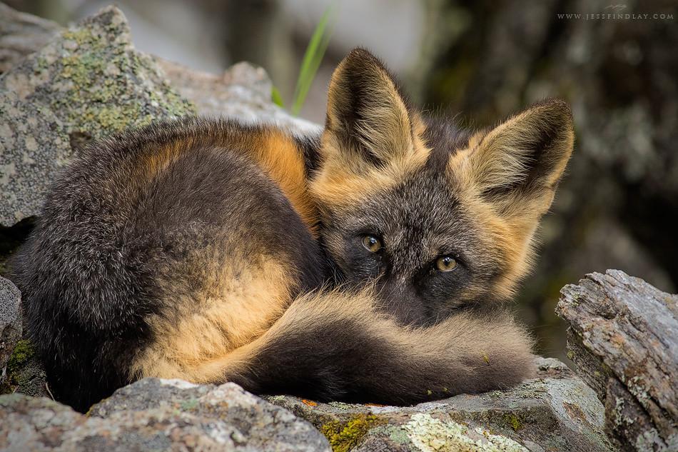 Cross foxes are the result of breeding red foxes and their melanistic counterpart, silver foxes ...
