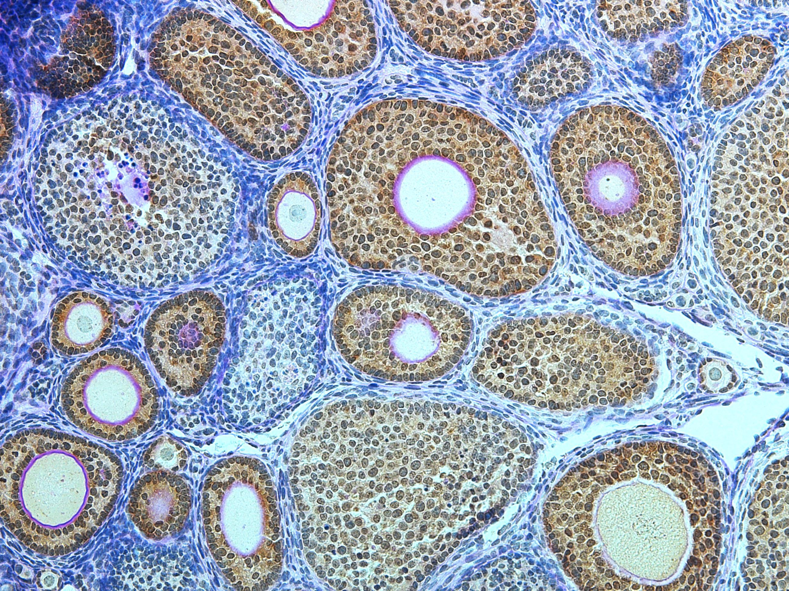 Cross section thru the ovary, with large white eggs in the middle of the follicles. | Scrolller
