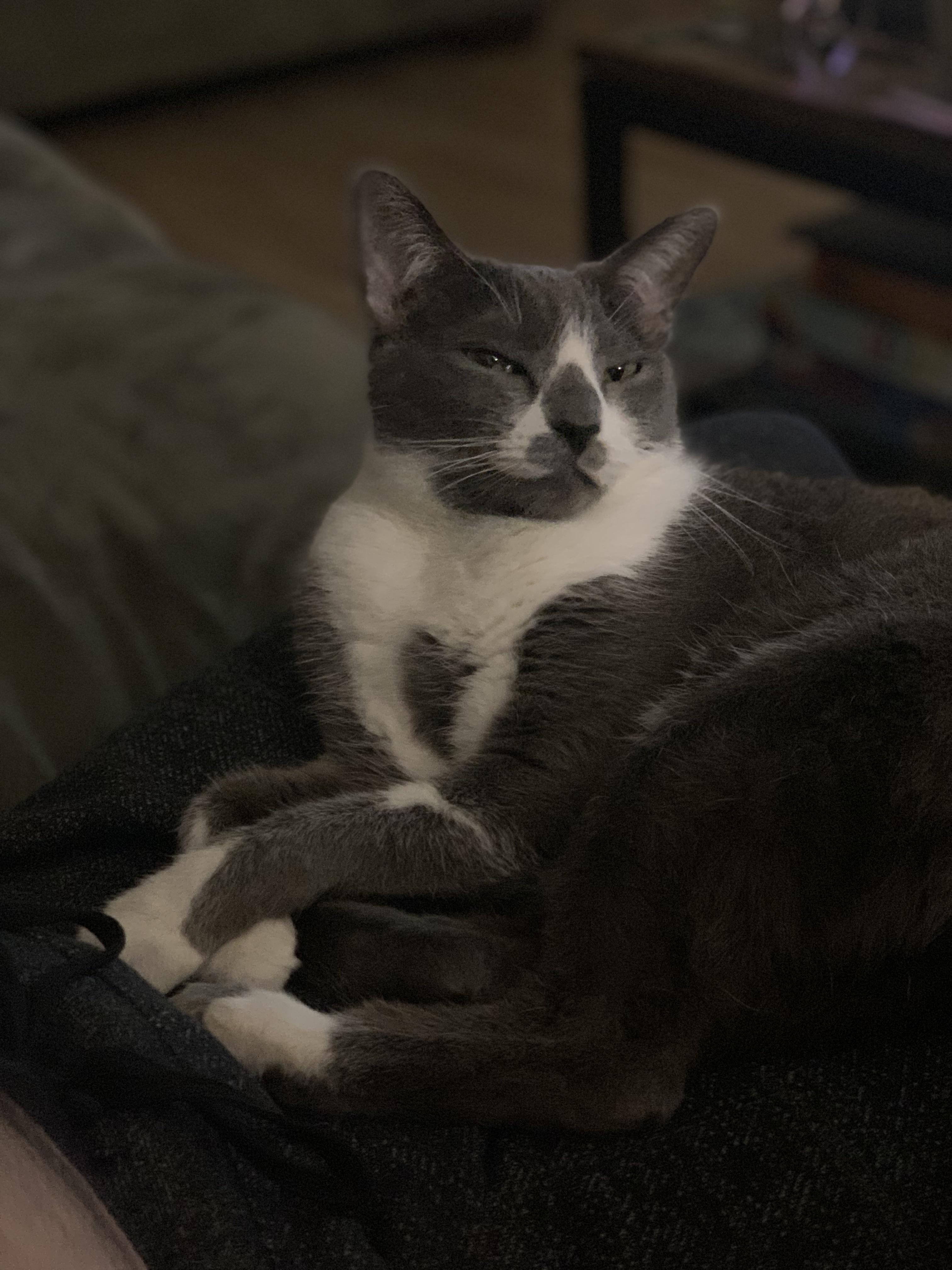 Crossed paws and skeptical looks from a sweet Kitty | Scrolller