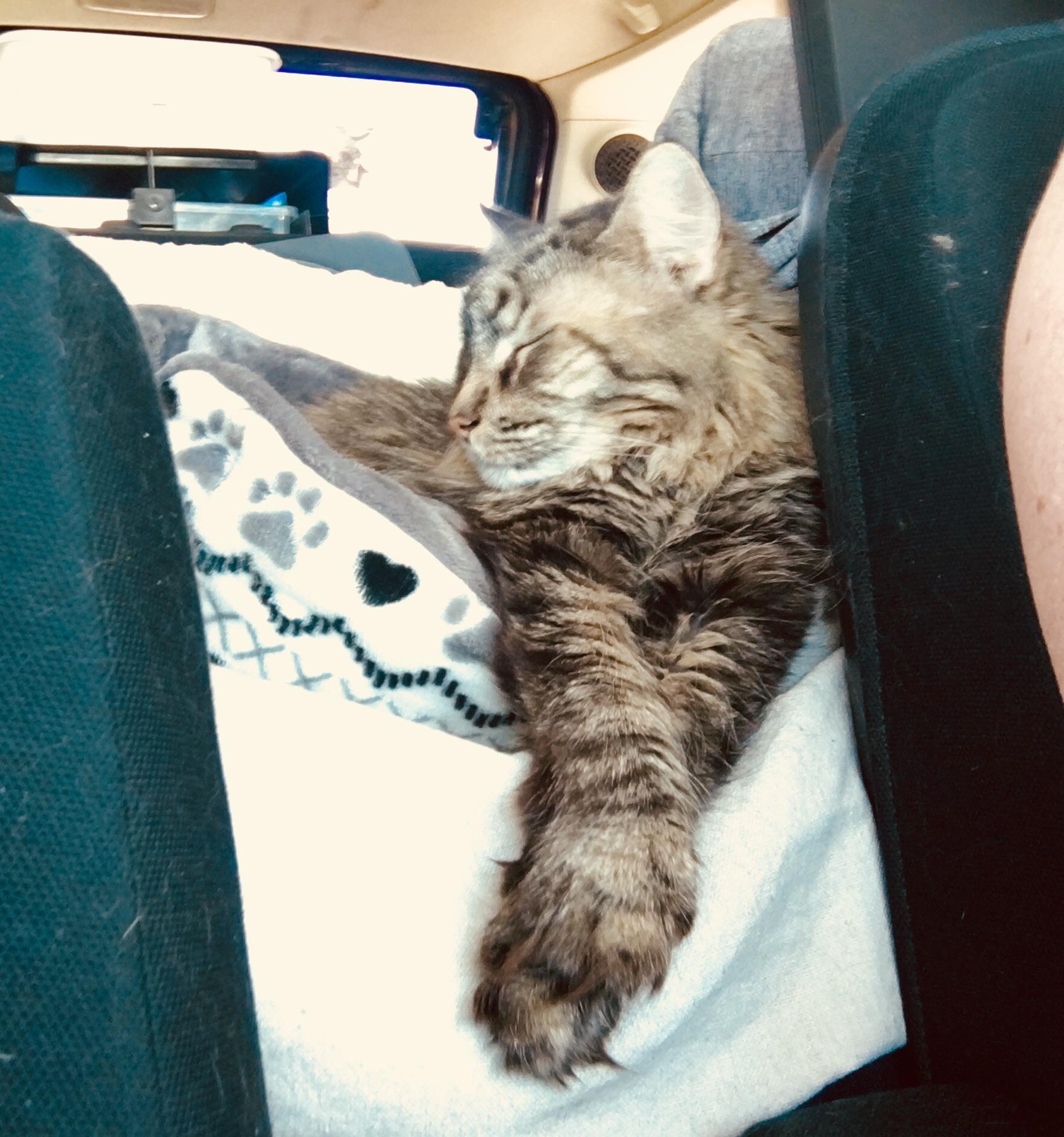 Crossed paws traveling pro cat | Scrolller