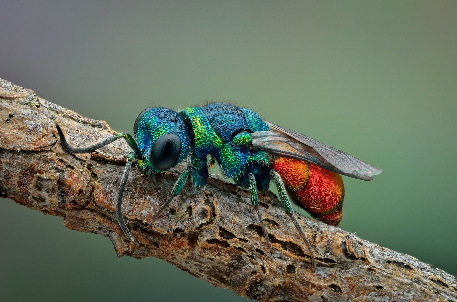 Cuckoo wasp by epioxi | Scrolller