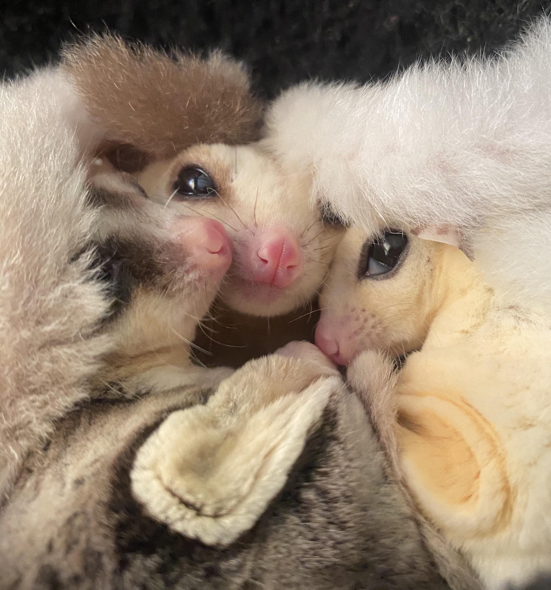 Cuddle puddle | Scrolller