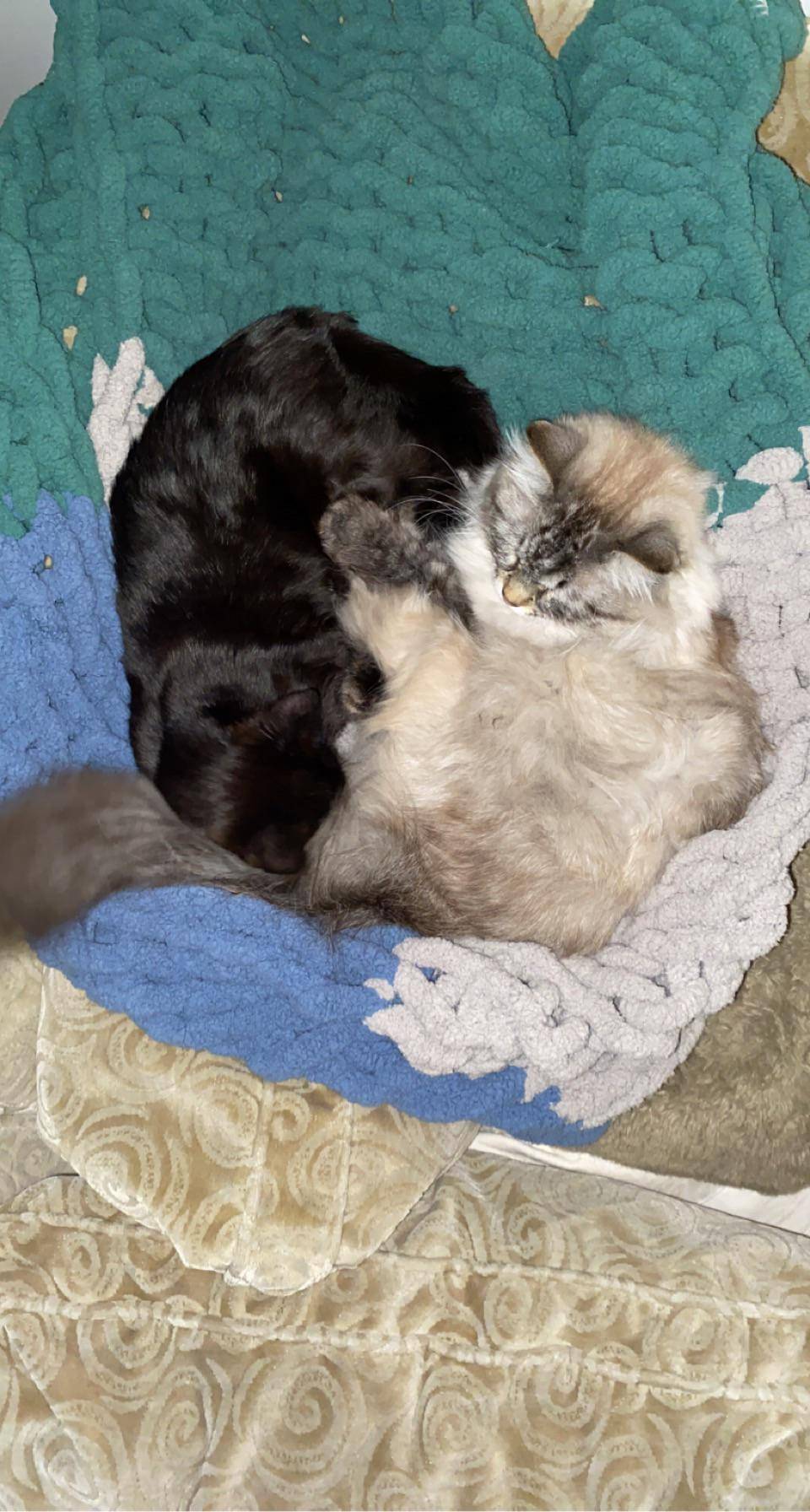 Cuddle Puddle 🥰☯️☯️ | Scrolller