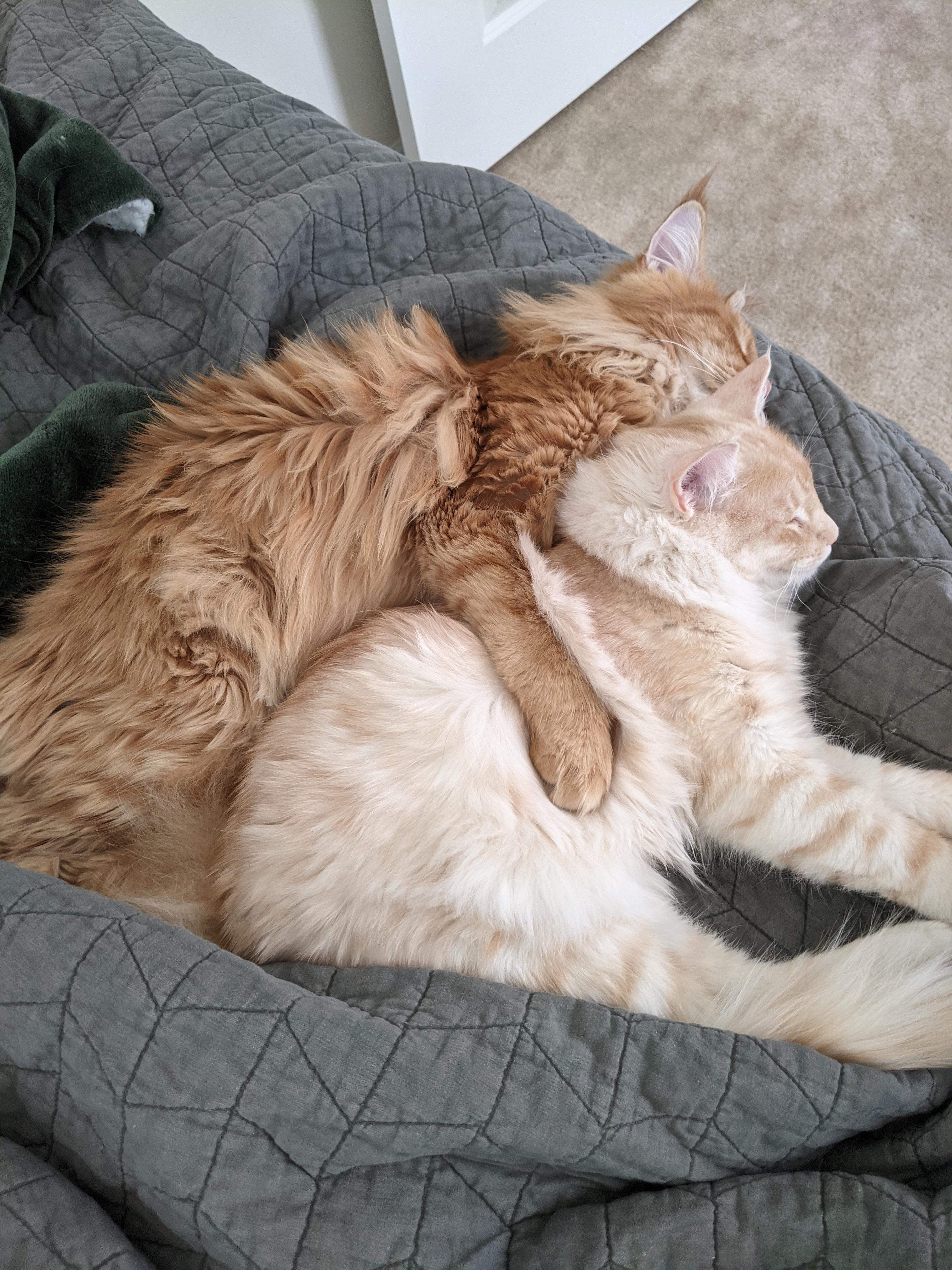 Cuddle Vibes | Scrolller